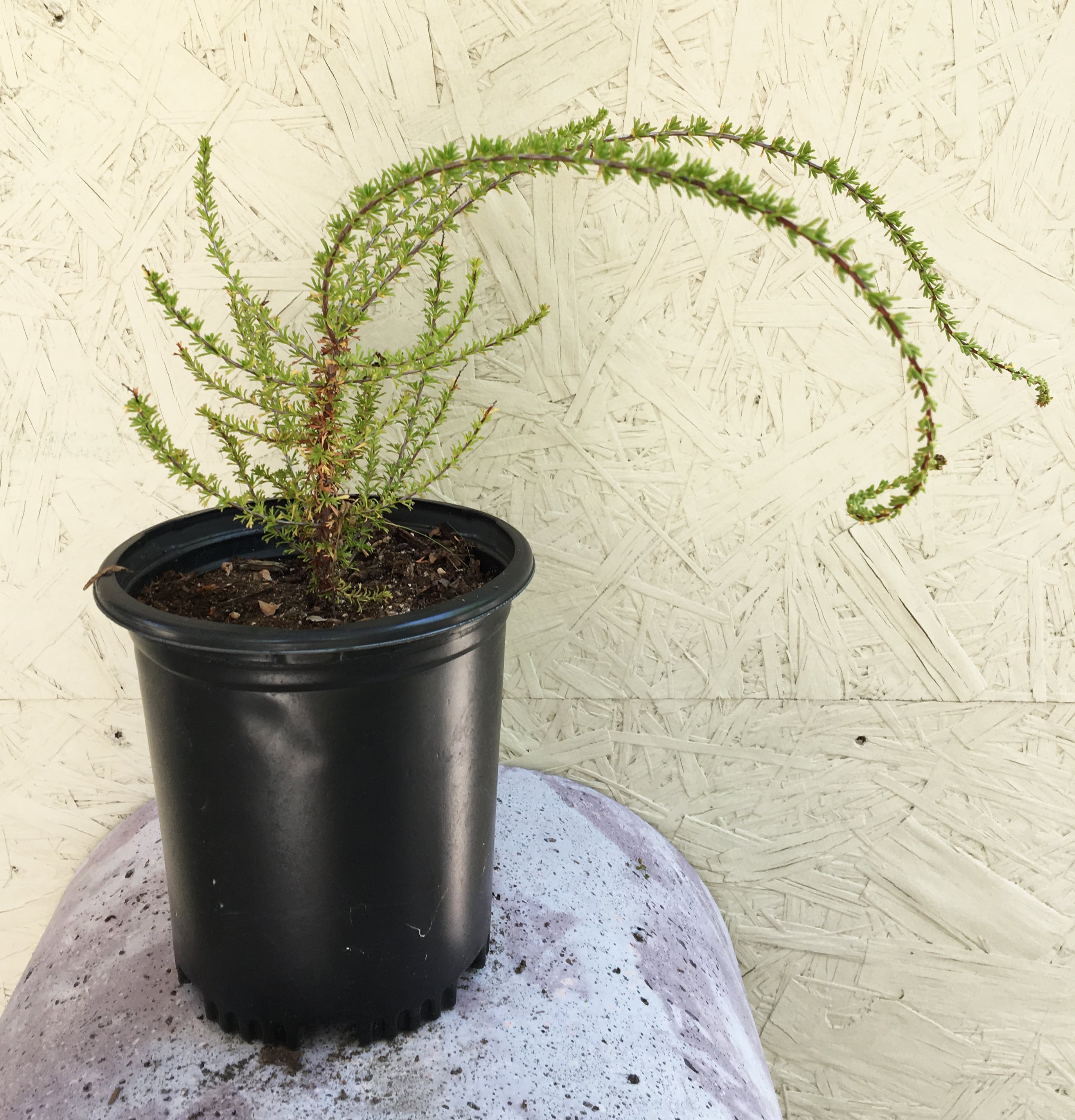 Adenostoma fasciculatum , Chamise – Plant Material