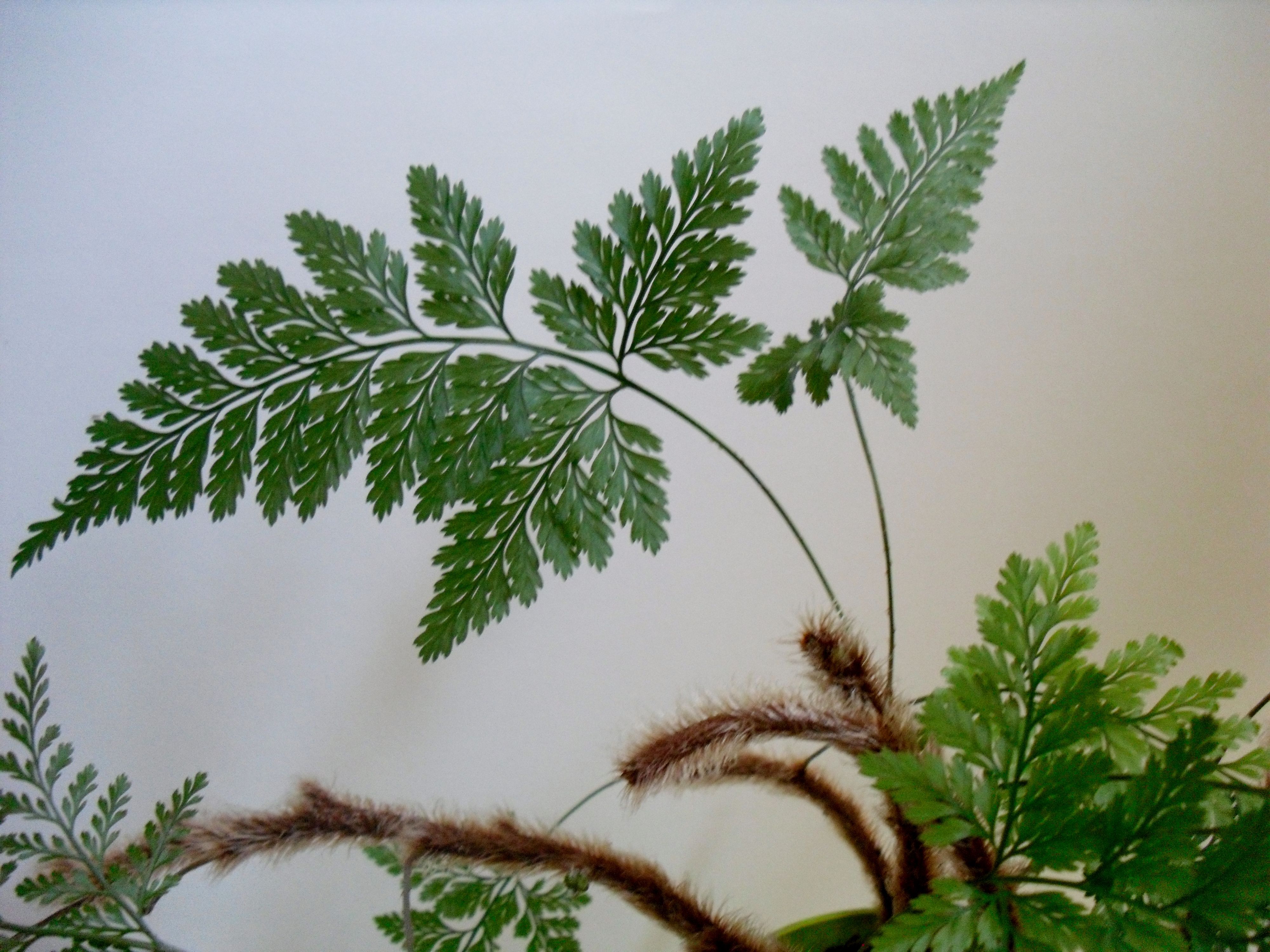 Rabbits Foot Fern