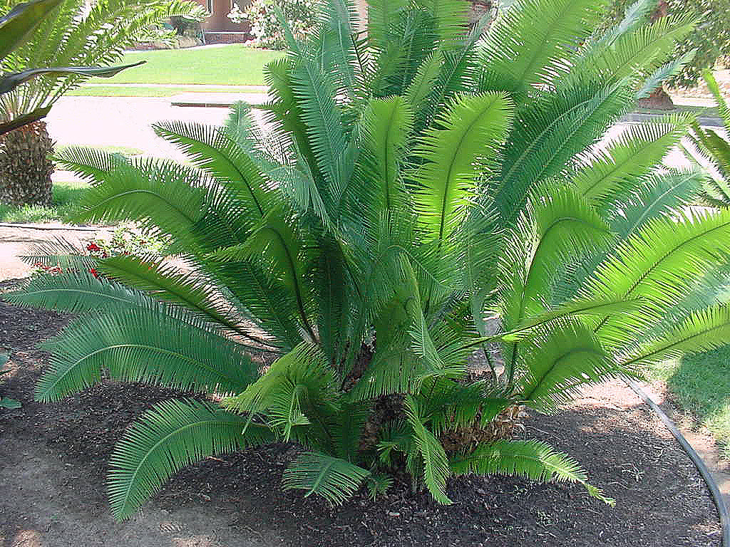 Dioon edule – Plant Material