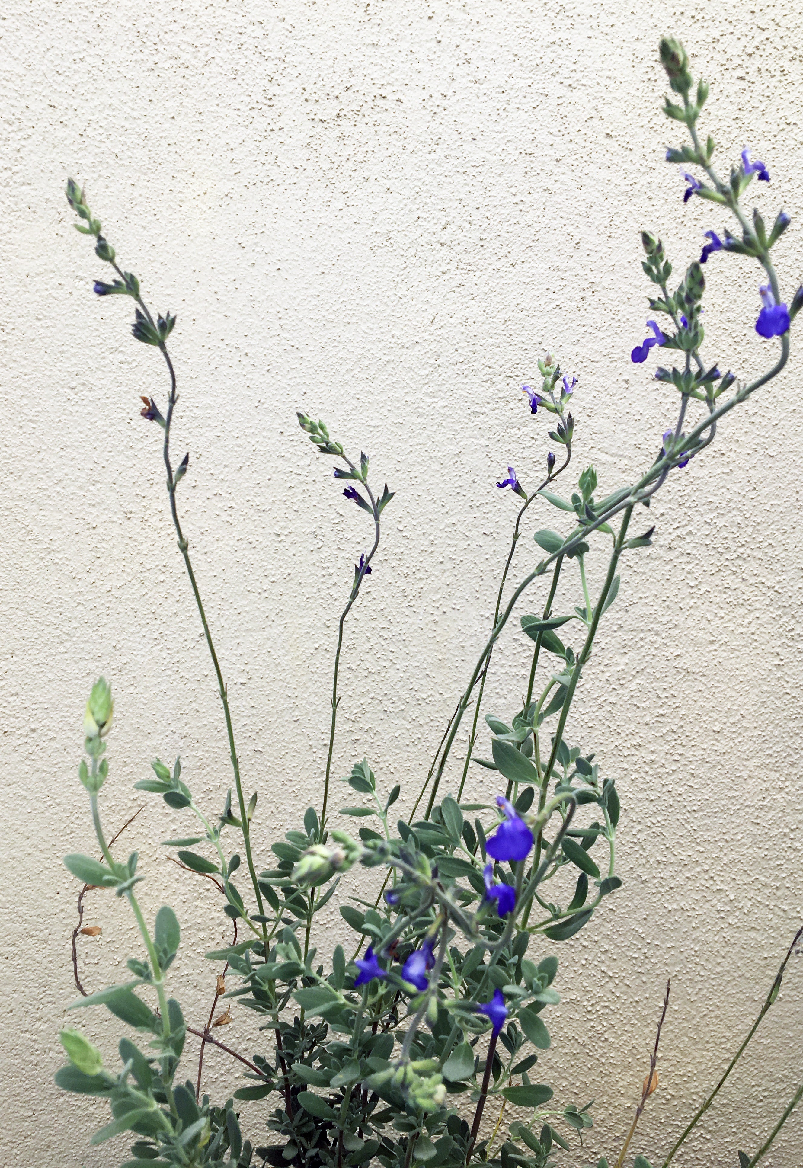 Salvia chamaedryoides (Germander Sage) – Plant Material