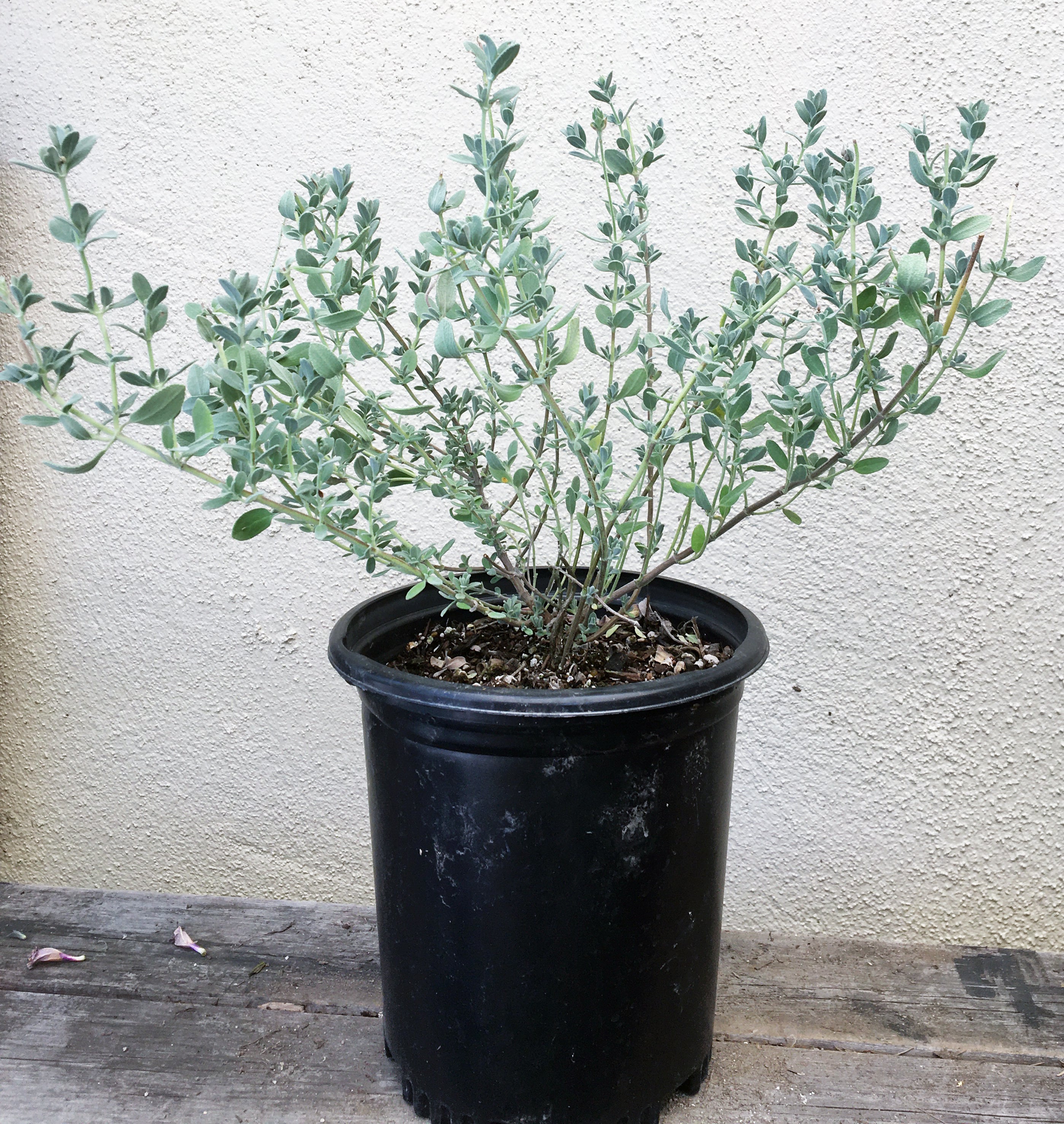 Salvia chamaedryoides (Germander Sage) – Plant Material