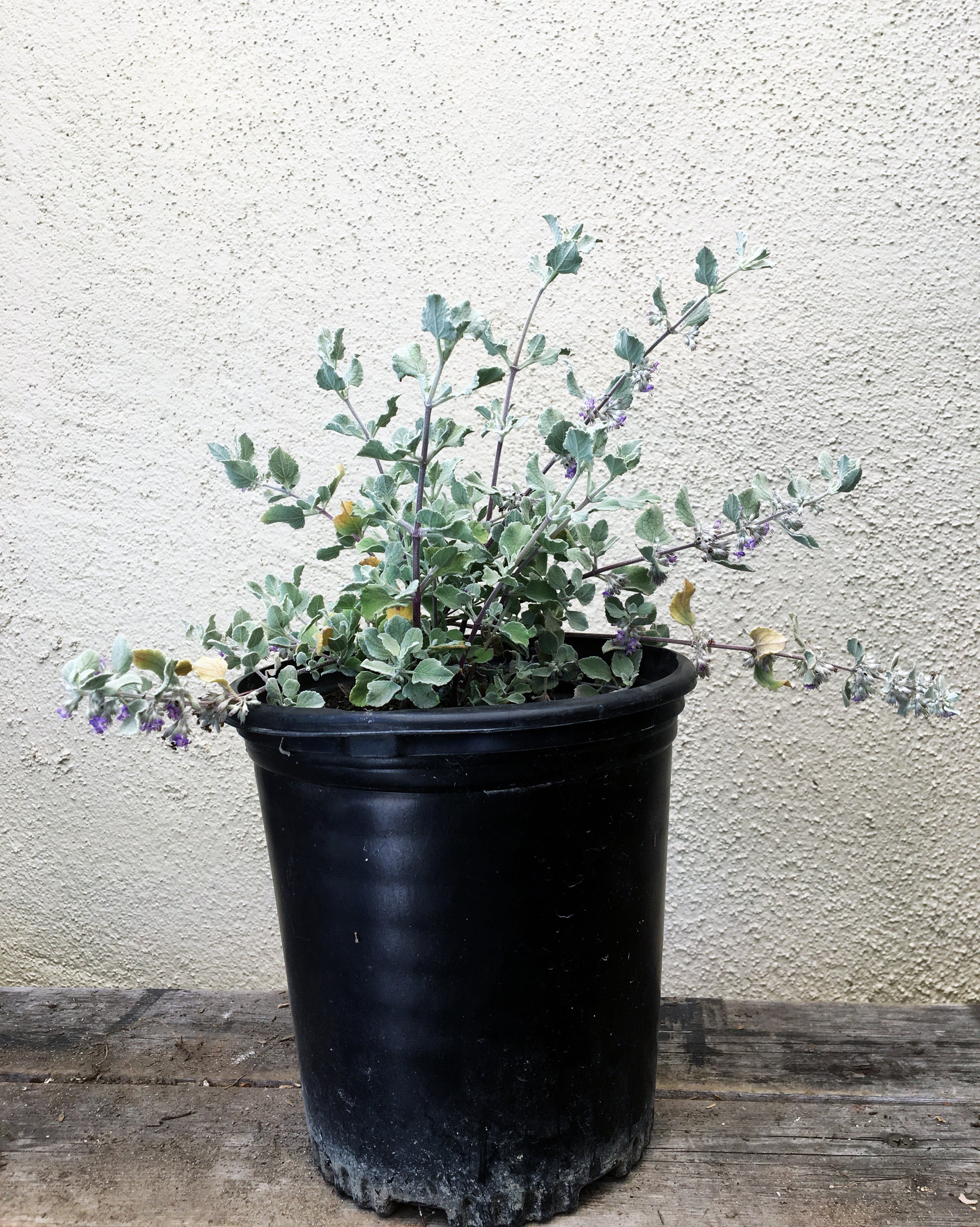 Condea (Hyptis) emoryi (desert lavender) – Plant Material