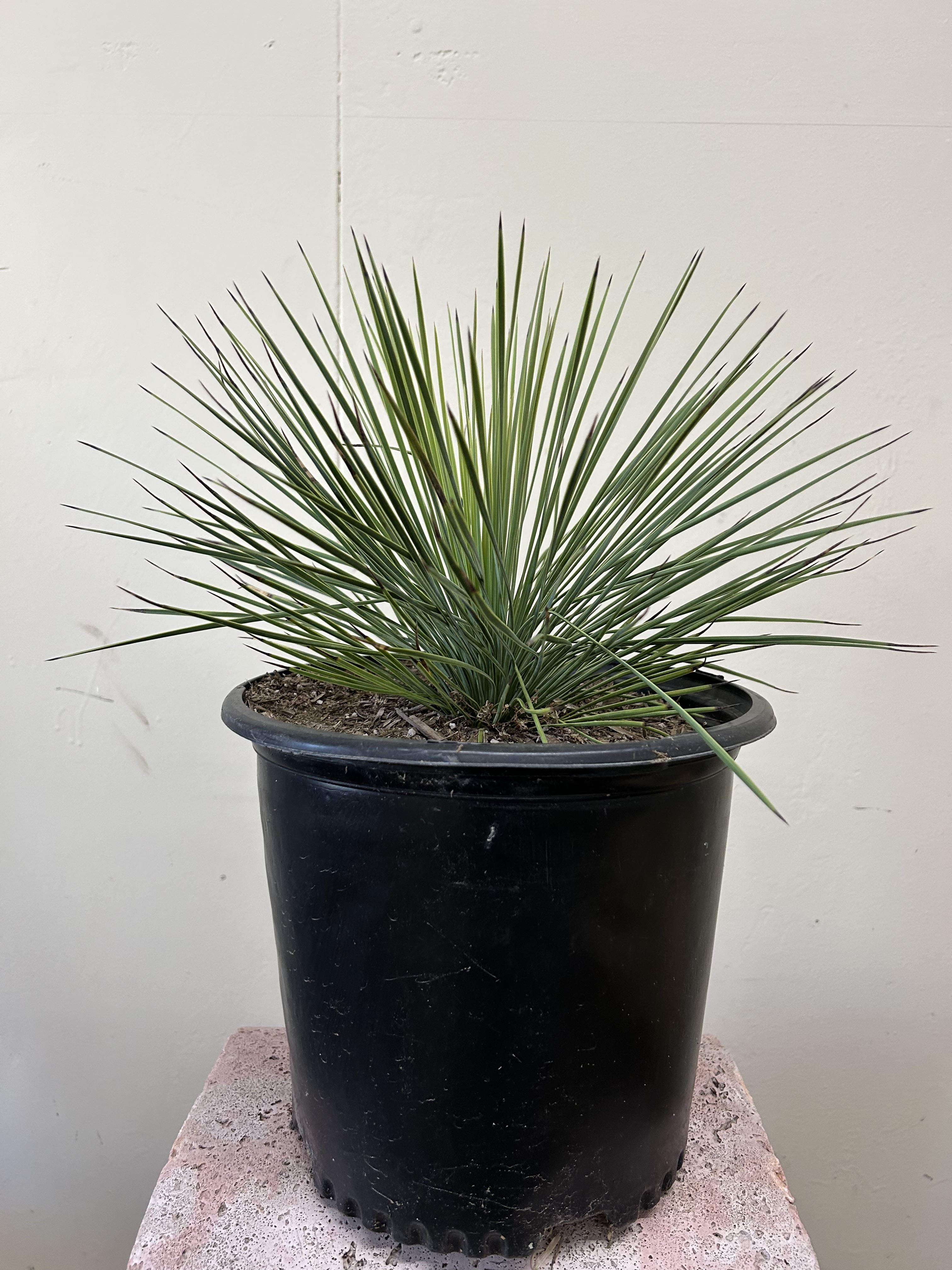 Yucca linearifolia – Plant Material