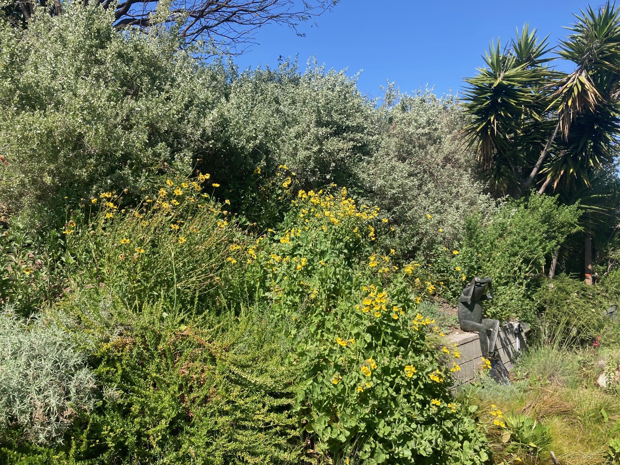 Mimulus guttatus (Erythranthe guttata), Seep Monkey flower – Plant Material