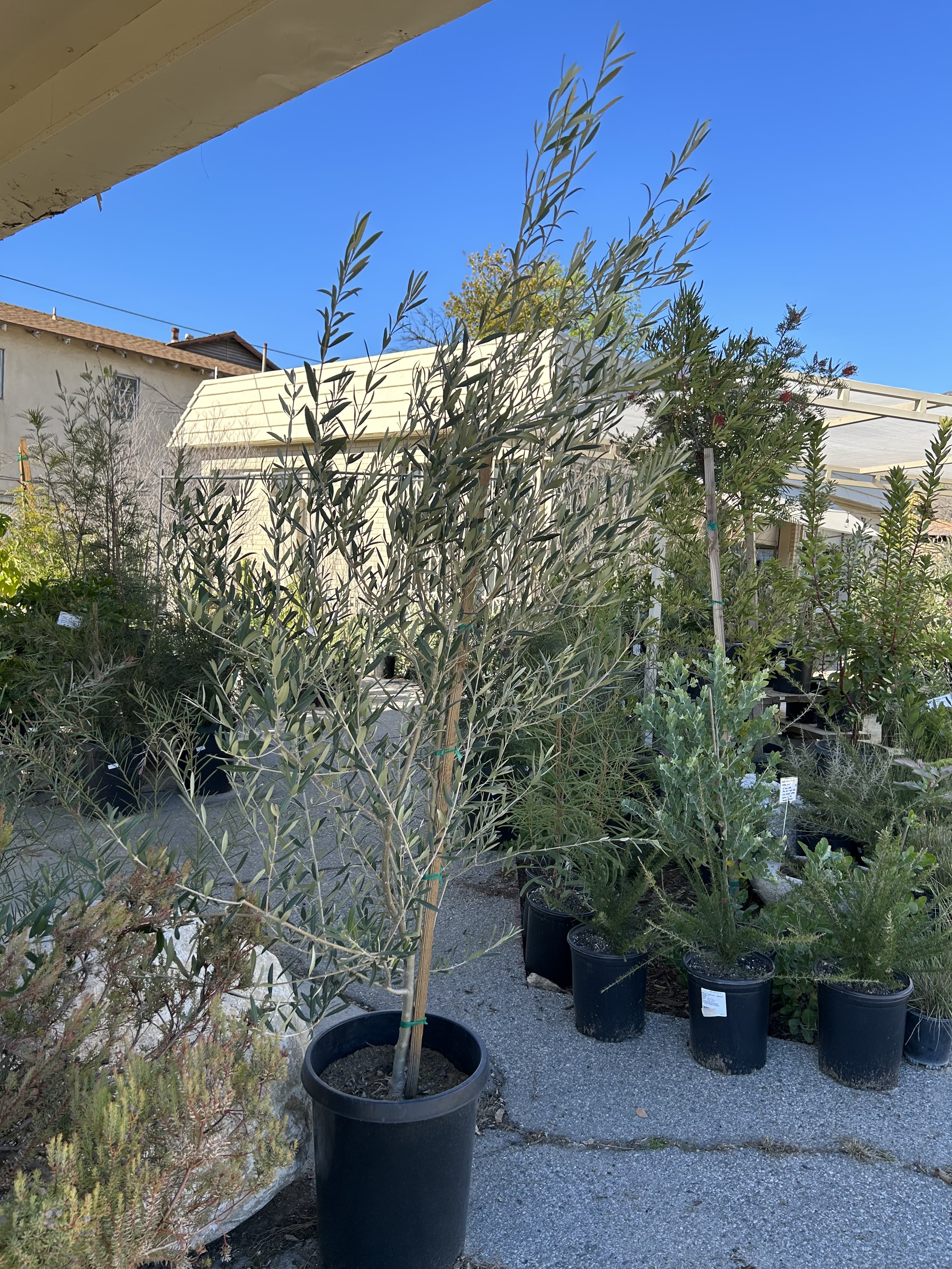 Olea europaea 'Wilsonii' – Plant Material