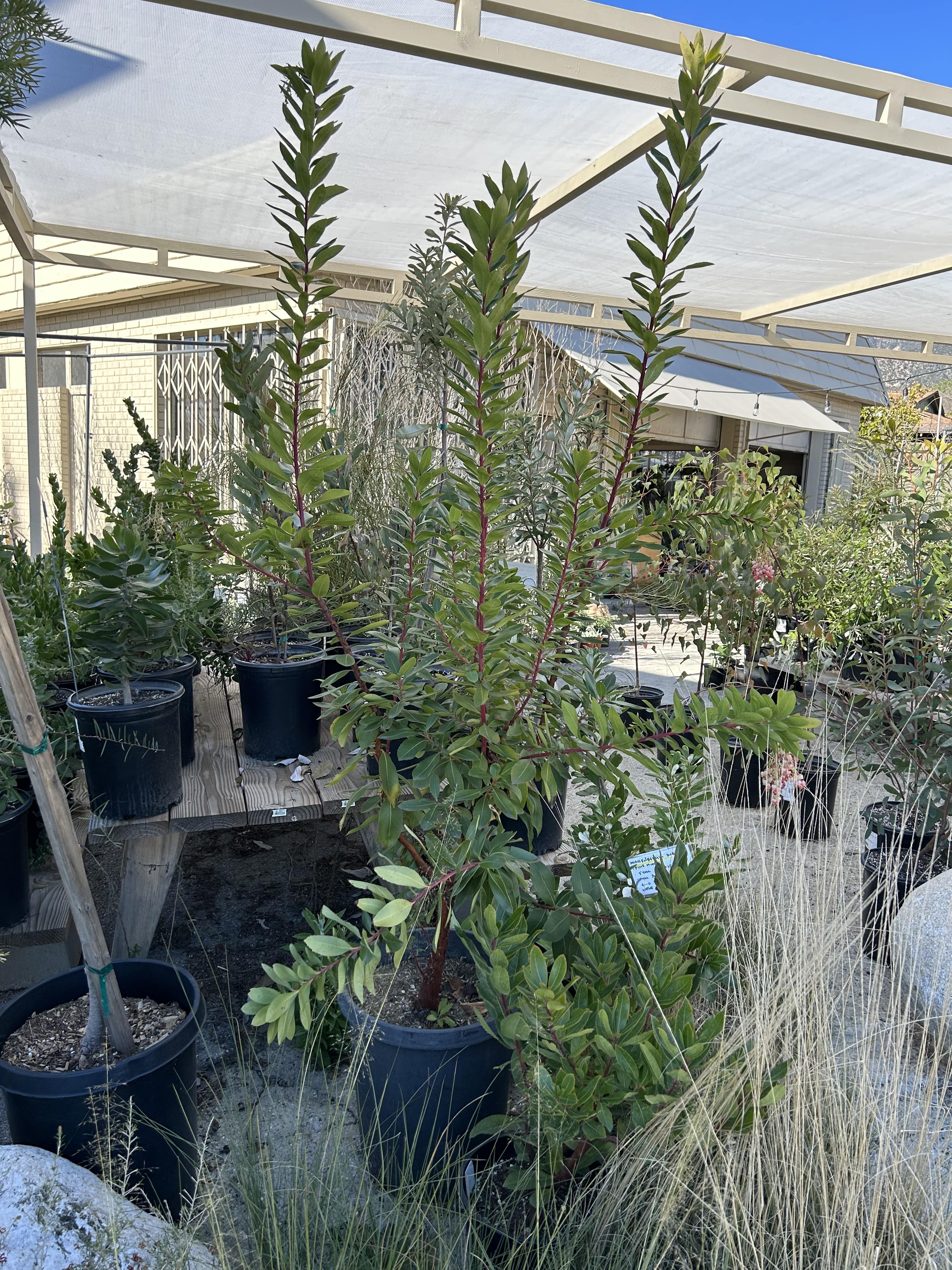 Arbutus 'Marina' , Marina Strawberry Tree – Plant Material