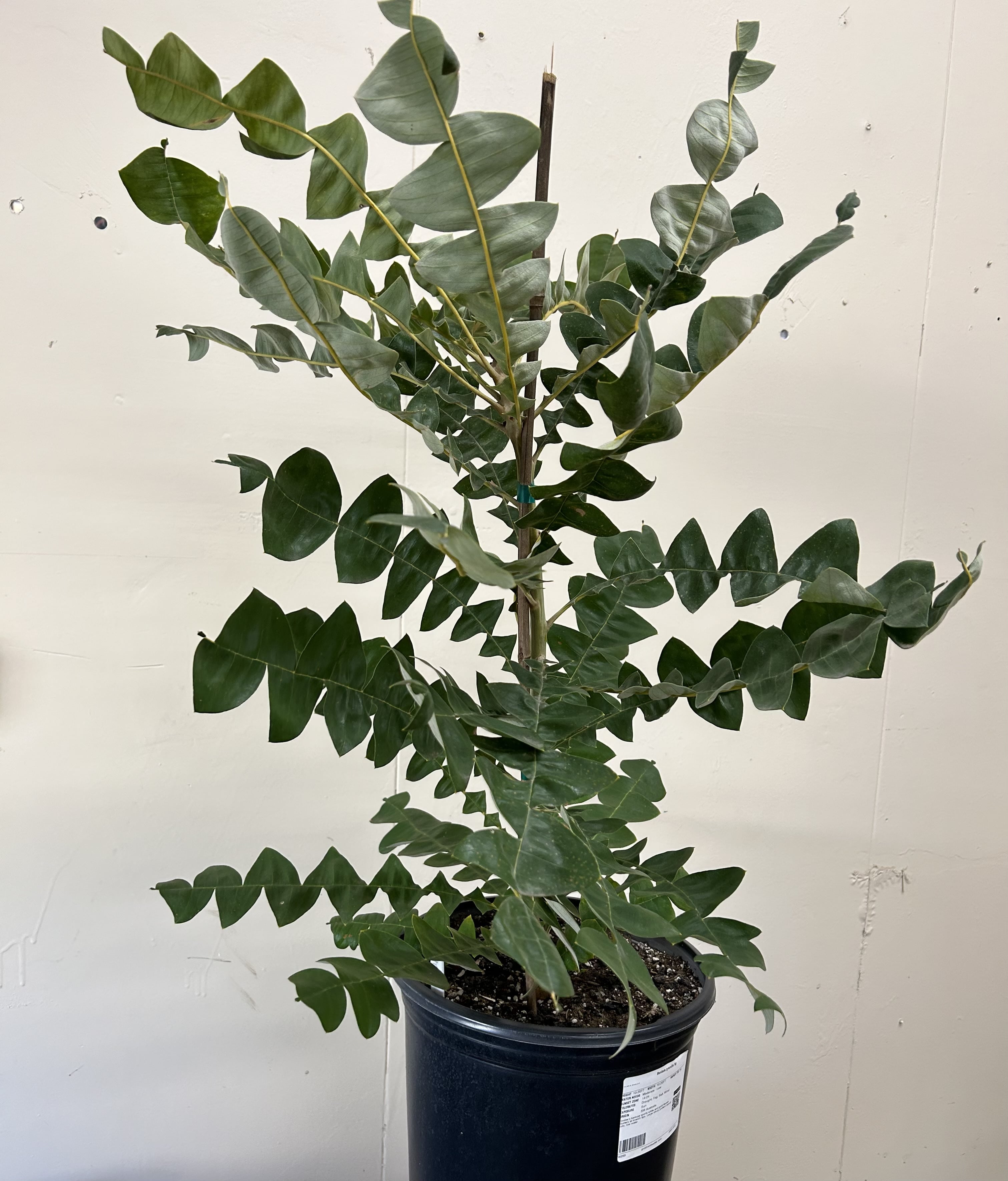 Banksia grandis – Plant Material