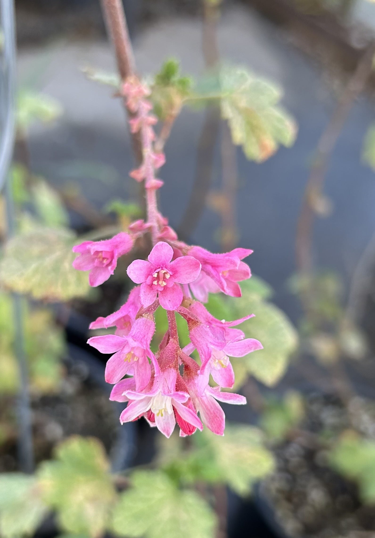 Ribes sanguineum var. glutinosum, Pink Flowering Currant – Plant Material