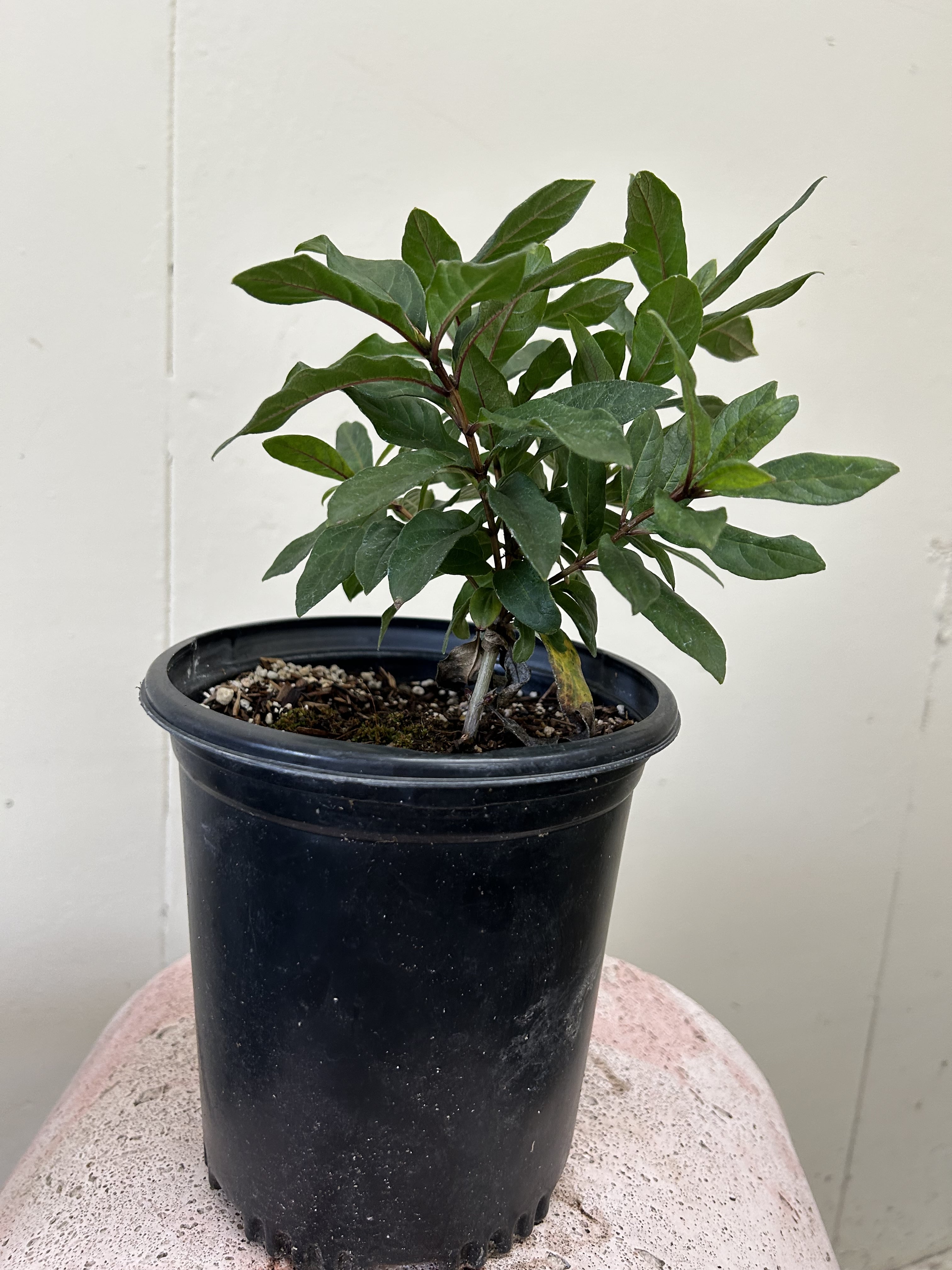 Lonicera involucrata, Black Twinberry – Plant Material