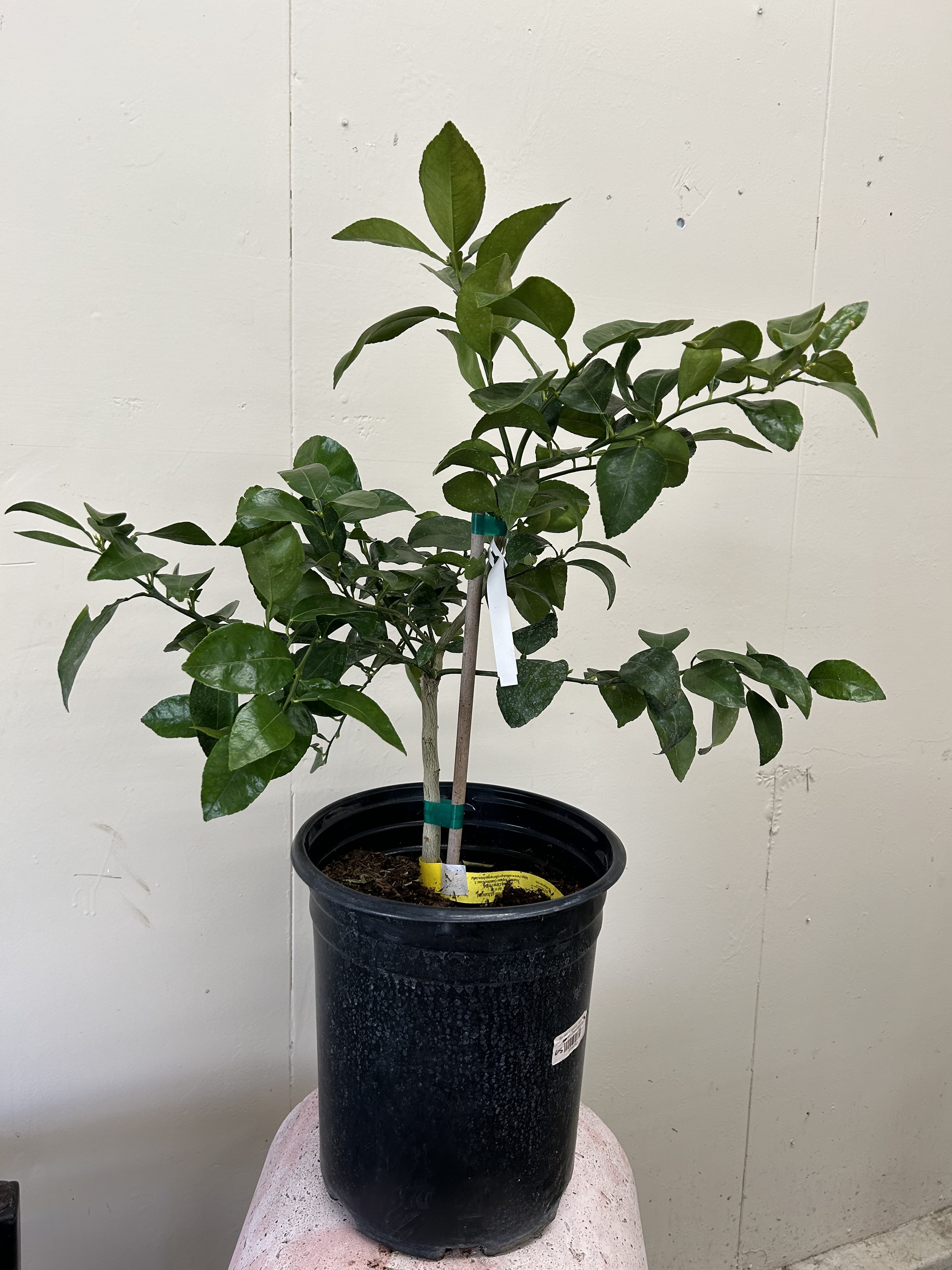 Rio Red Grapefruit, semi-dwarf – Plant Material