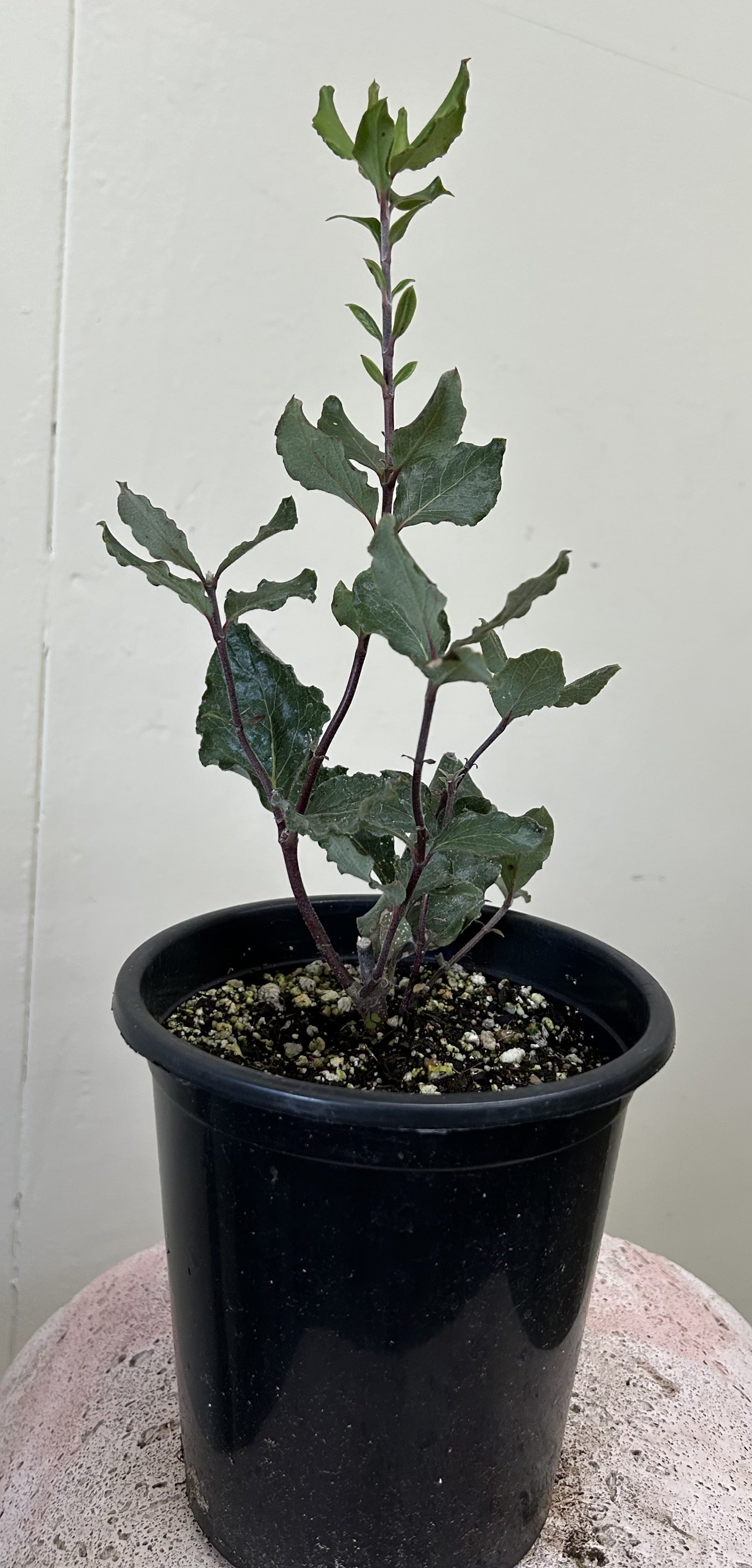 Garrya elliptica 'Evie' – Plant Material