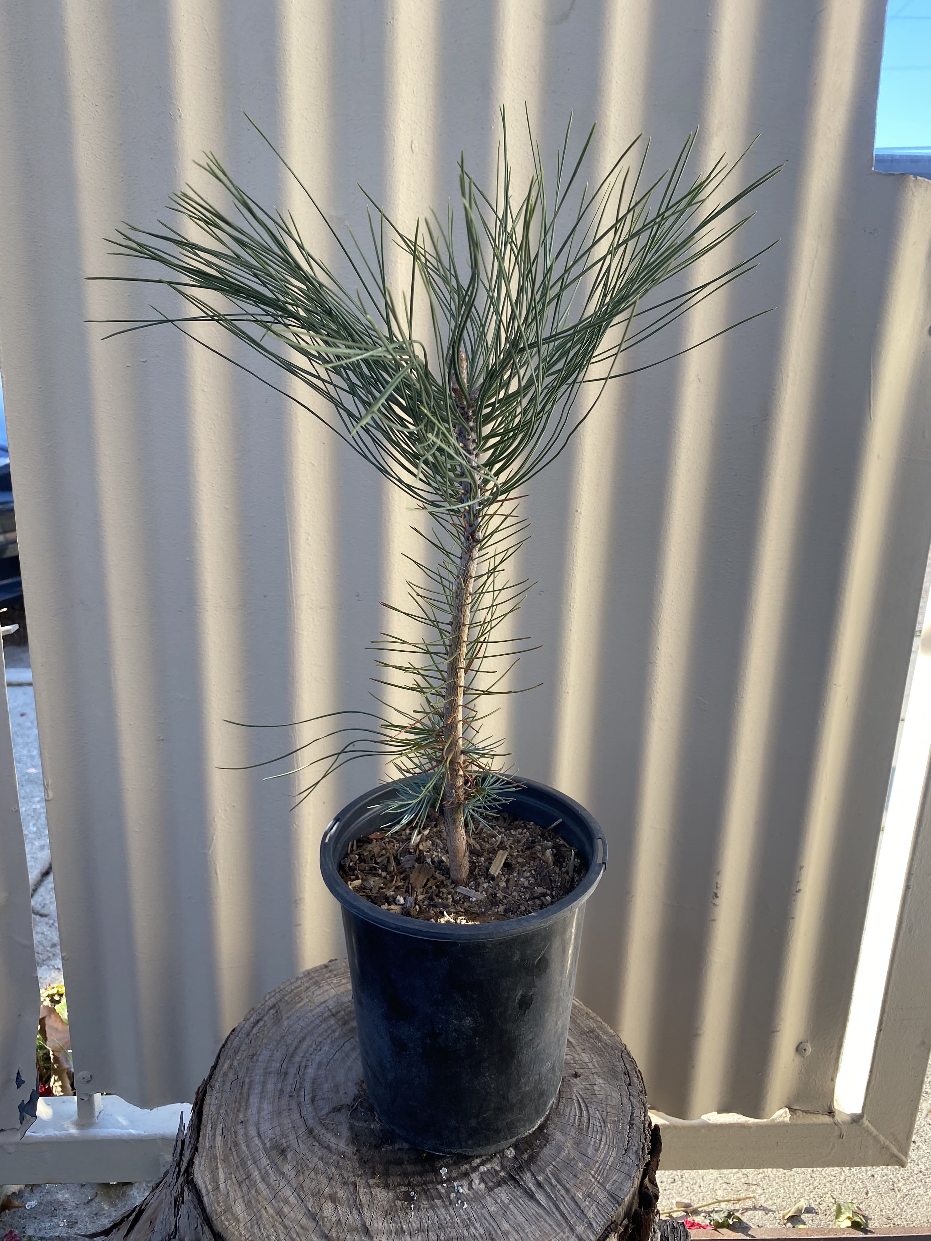 Pinus jeffreyi, Jeffrey Pine – Plant Material