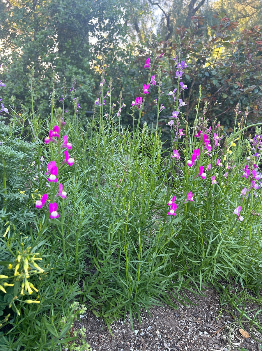 California Native Pollinator Wildflower Mixture Seed Pack – Plant Material