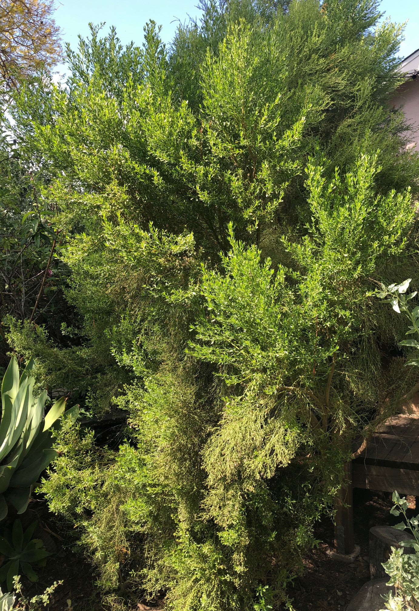 Baccharis pilularis, Coyote bush – Plant Material