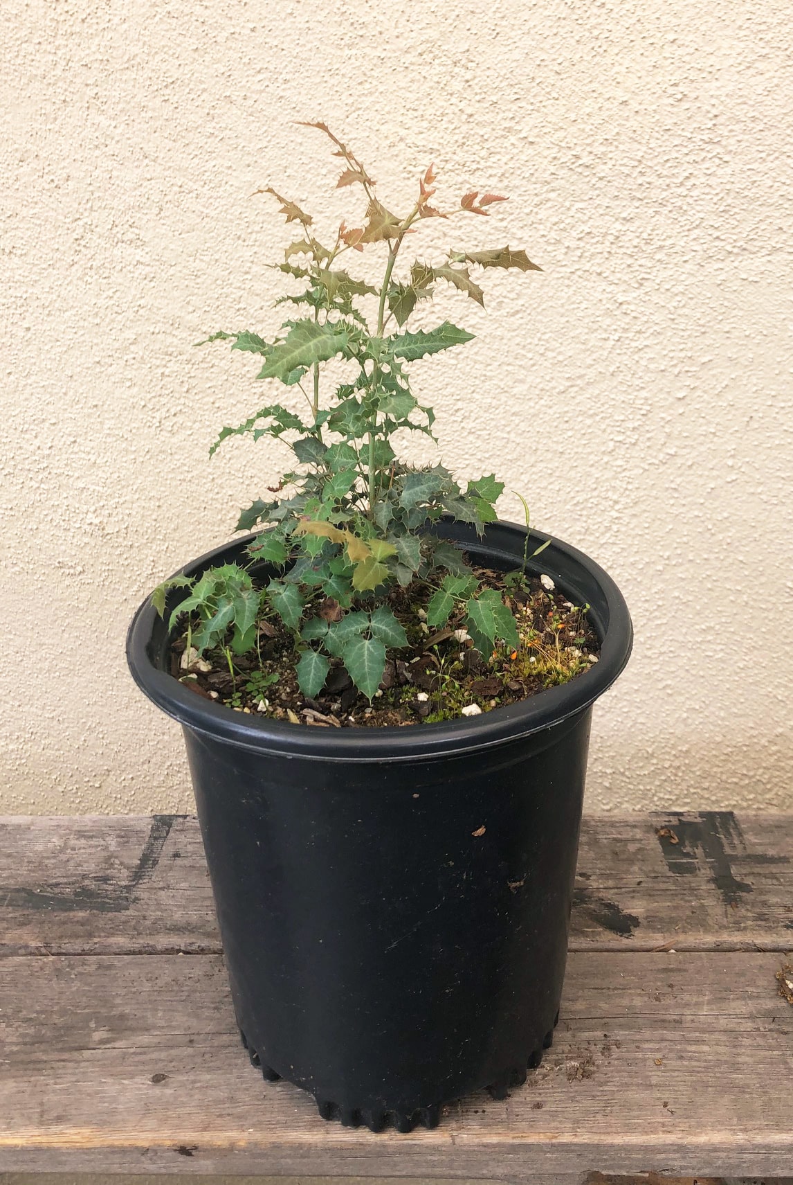 Berberis (Mahonia) nevinii – Plant Material