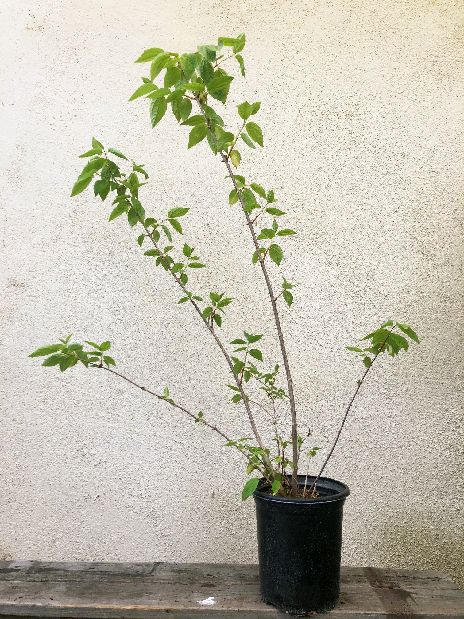 Philadelphus lewisii, Mock orange – Plant Material