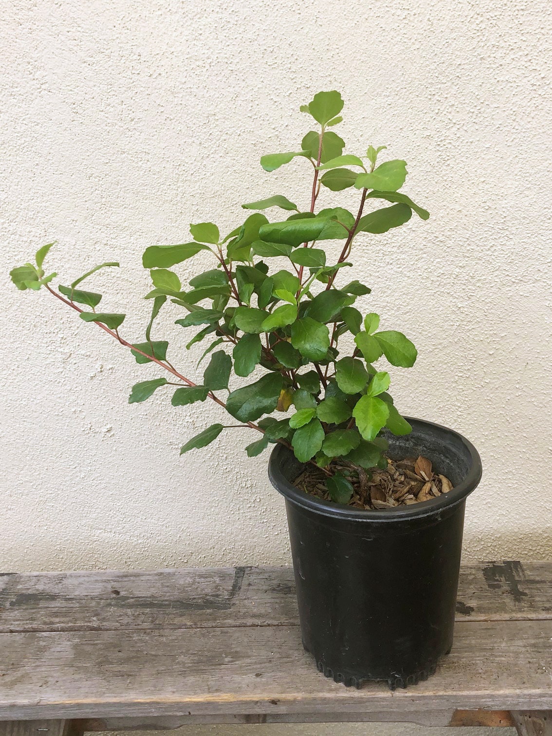 Ribes viburnifolium, Evergreen Currant – Plant Material