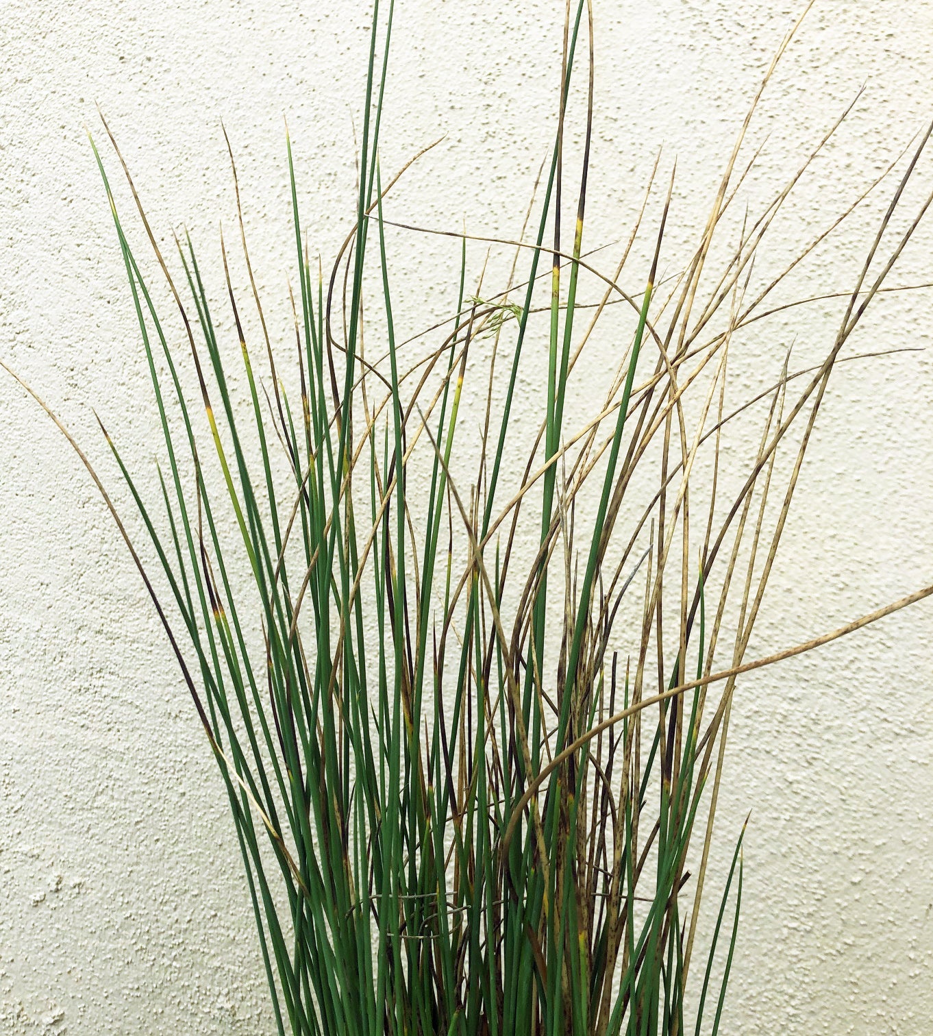 Juncus 'Occidental Blue' – Plant Material