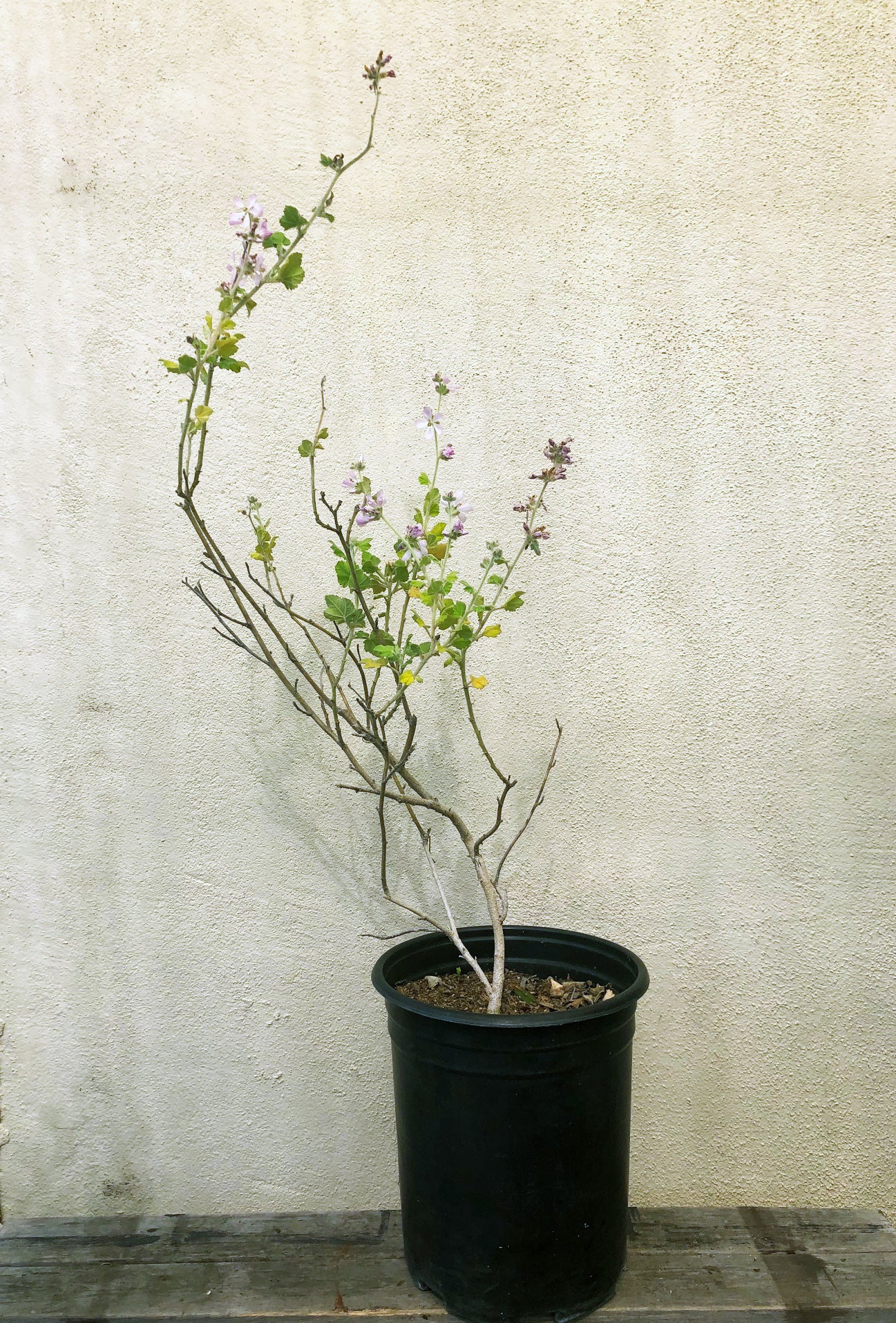 Malacothamnus clementinus (San Clemente Is. bushmallow) – Plant Material