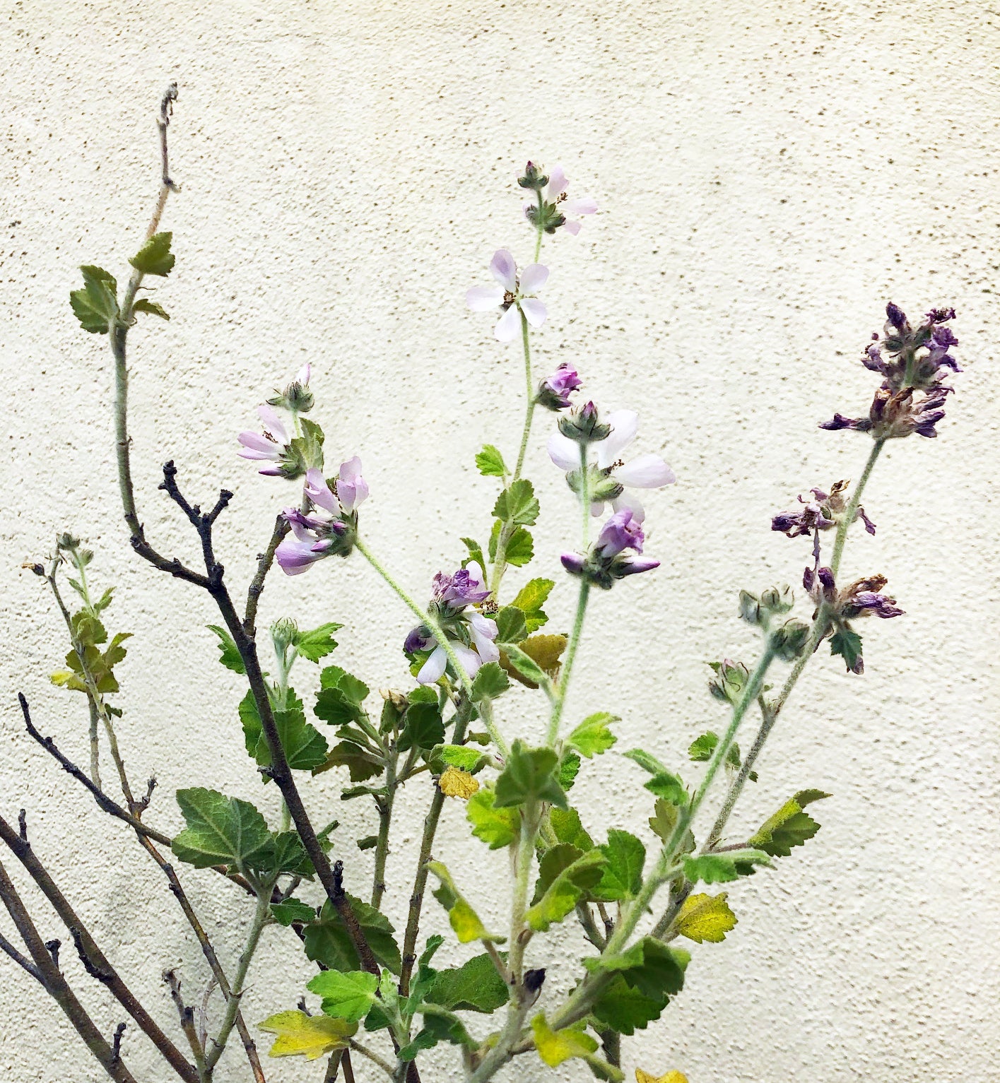 Malacothamnus clementinus (San Clemente Is. bushmallow) – Plant Material