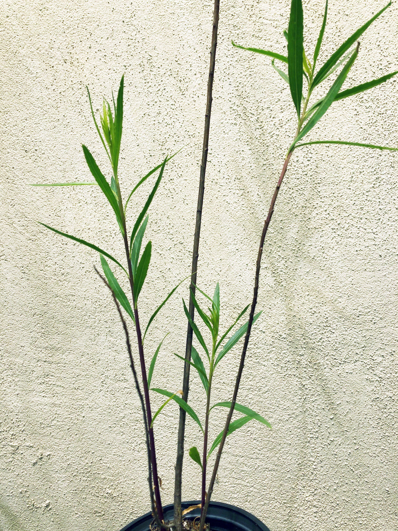 Baccharis salicifolia (Mulefat) – Plant Material