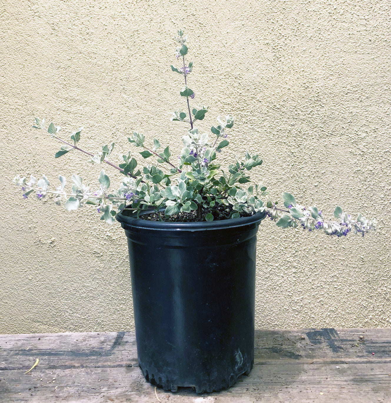 Condea (Hyptis) emoryi (desert lavender) – Plant Material