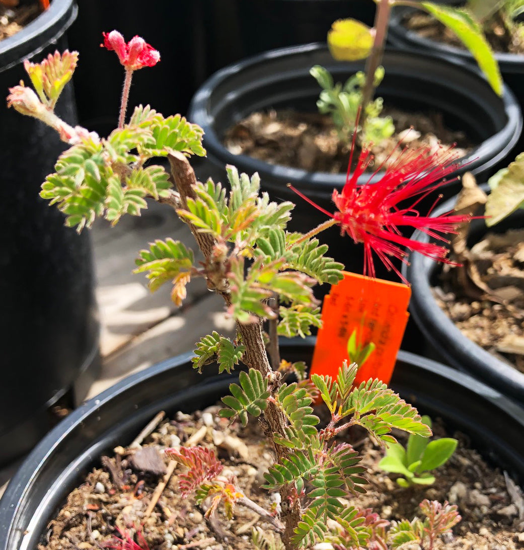 Calliandra californica (Baja Fairy Duster) – Plant Material