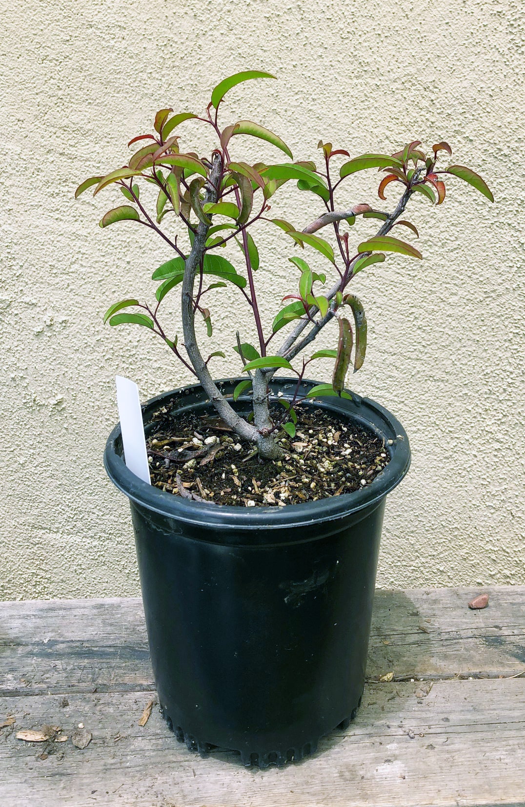Malosma laurina, Laurel sumac – Plant Material