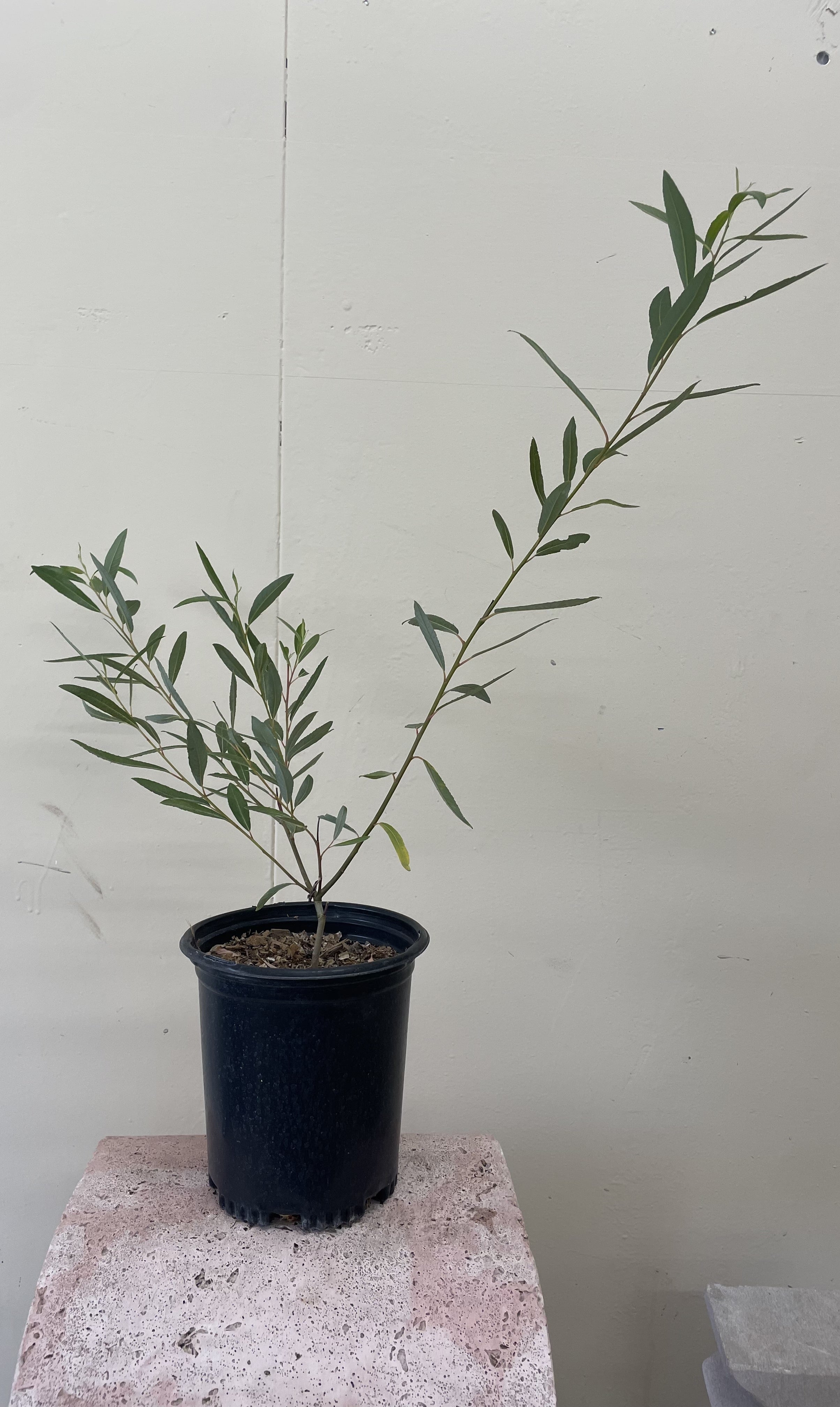 Salix exigua, Sandbar Willow – Plant Material