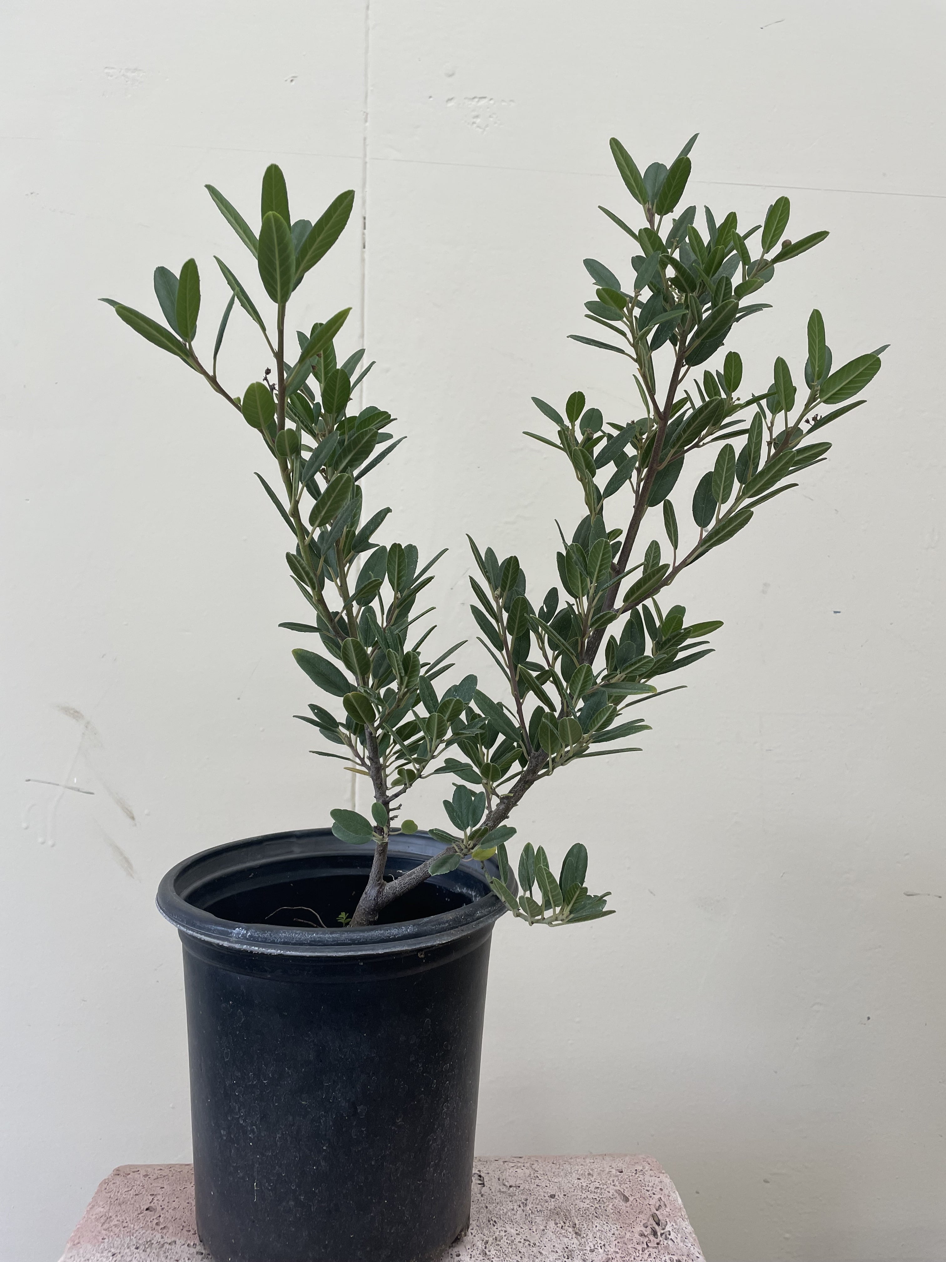 Frangula cal. 'Mound San Bruno', Coffeeberry – Plant Material