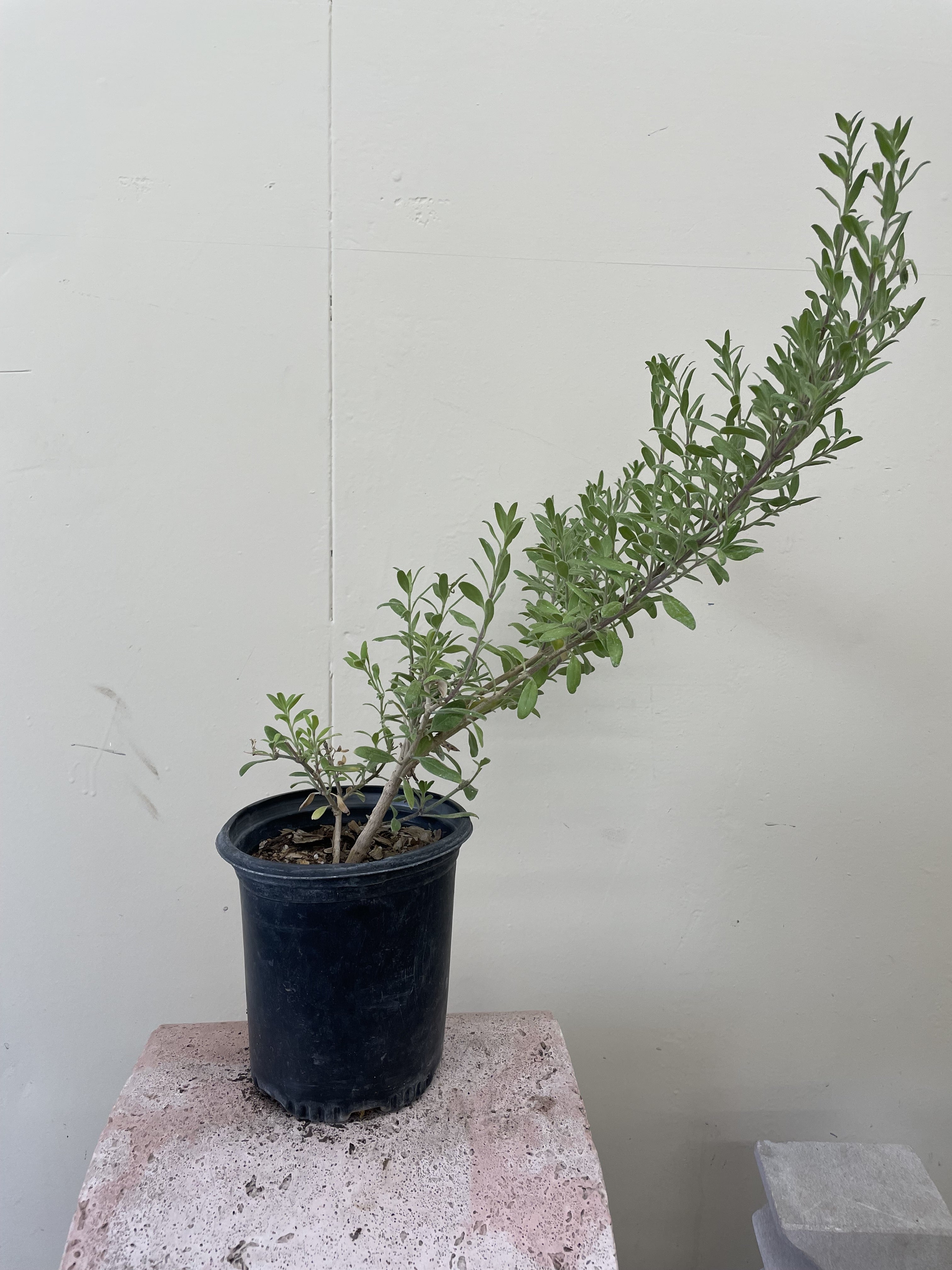 Gambelia speciosa 'Firecracker' , Island Snapdragon – Plant Material