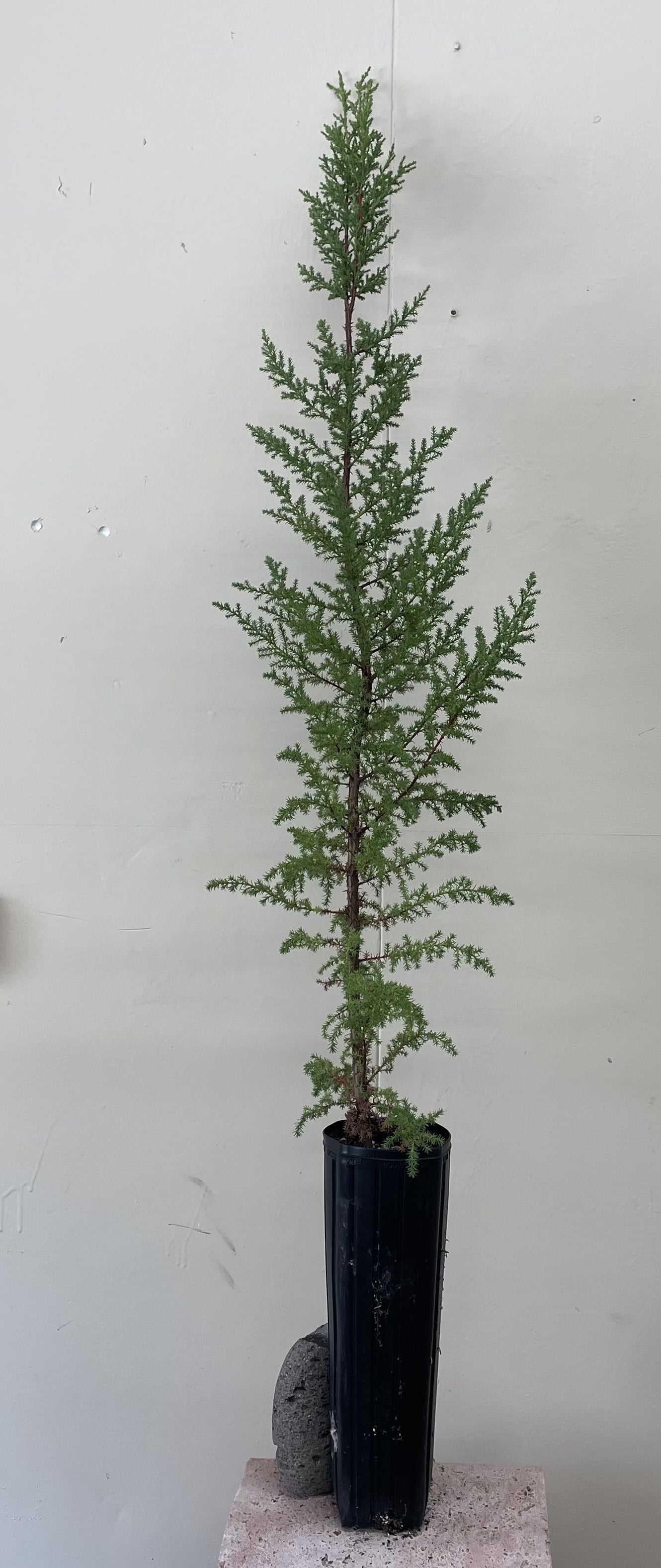 Cupressus macrocarpa , Monterey Cypress – Plant Material