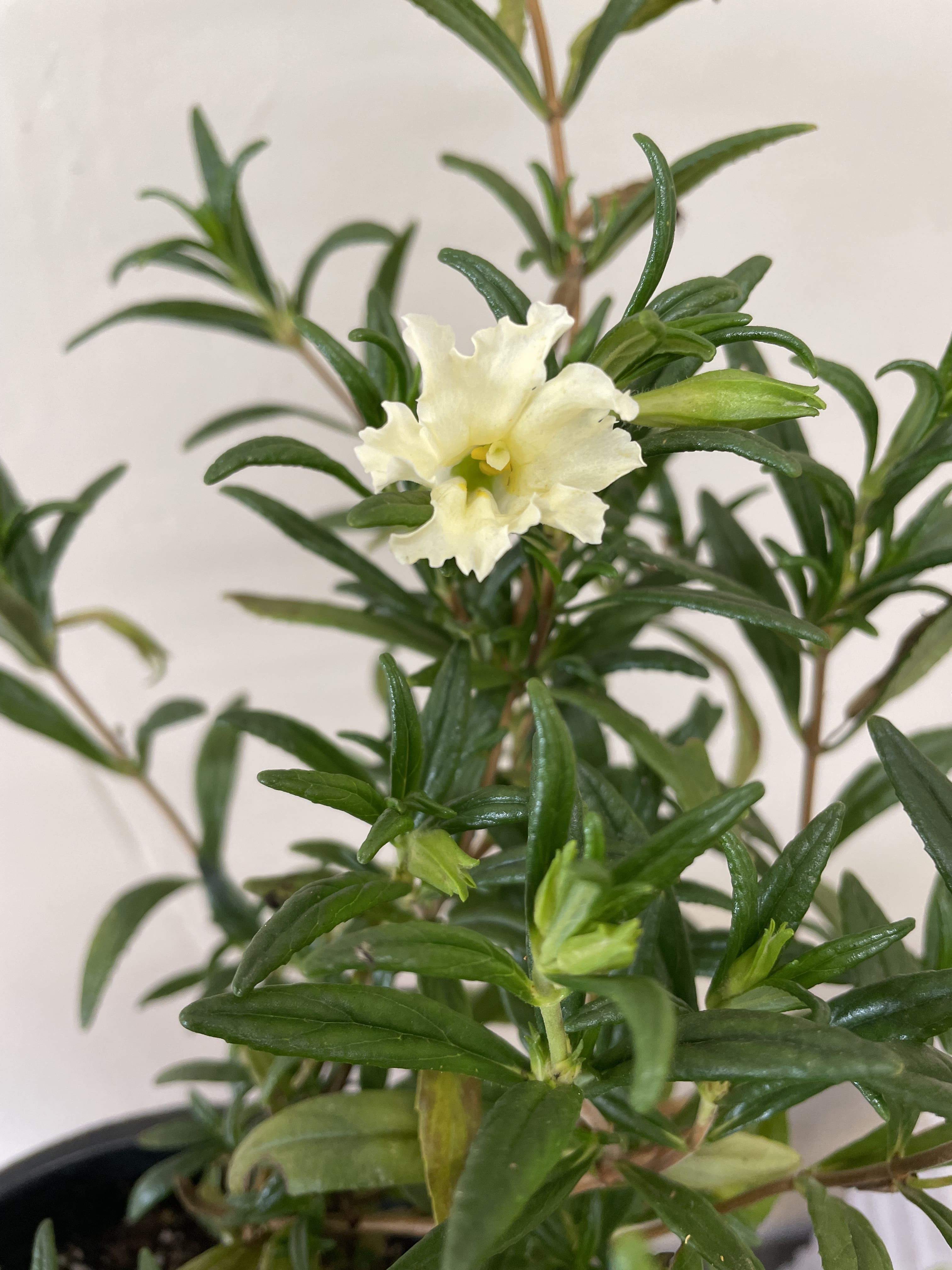 Mimulus bifidus 'White' – Plant Material