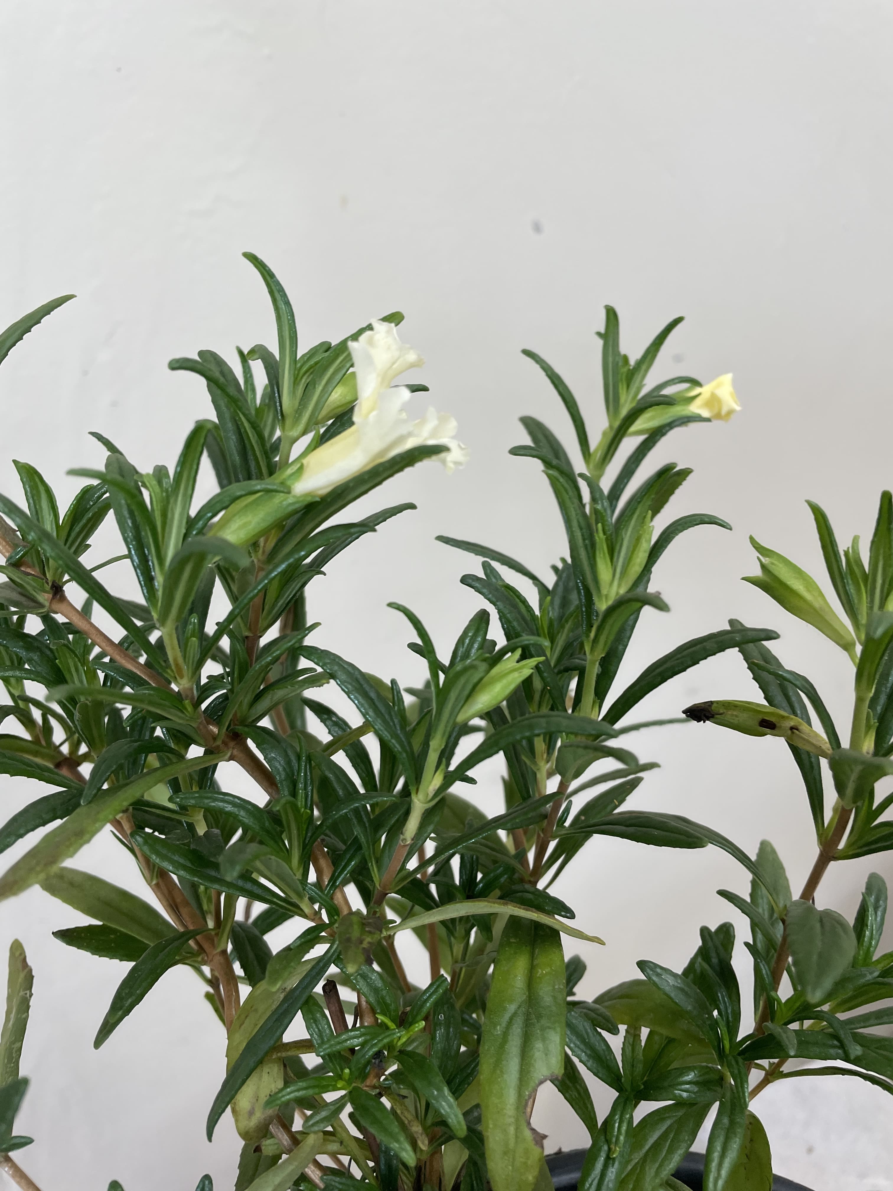 Mimulus bifidus 'White' – Plant Material