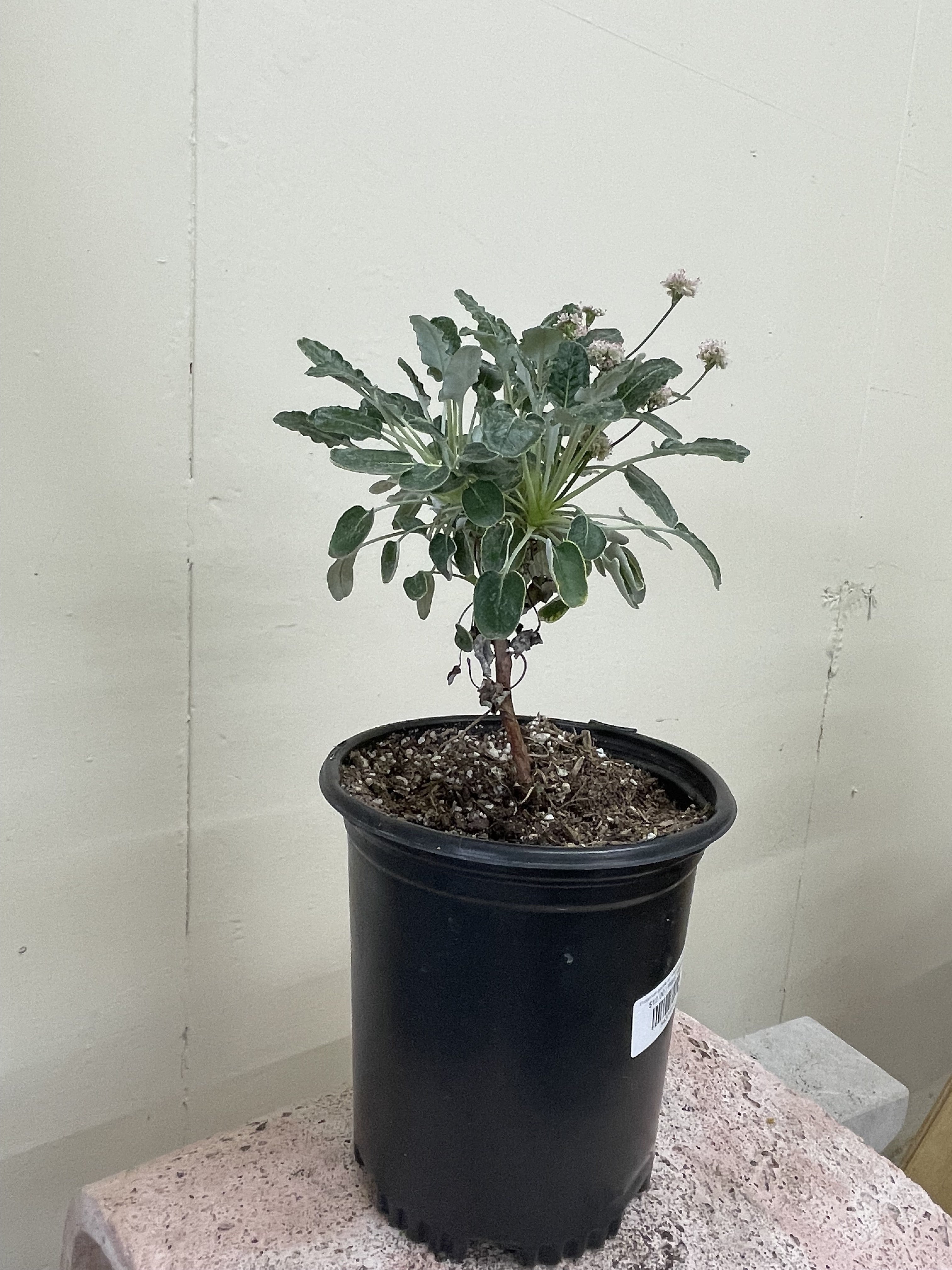 Eriogonum grande var. rubescens, Red Flowered Buckwheat, – Plant Material