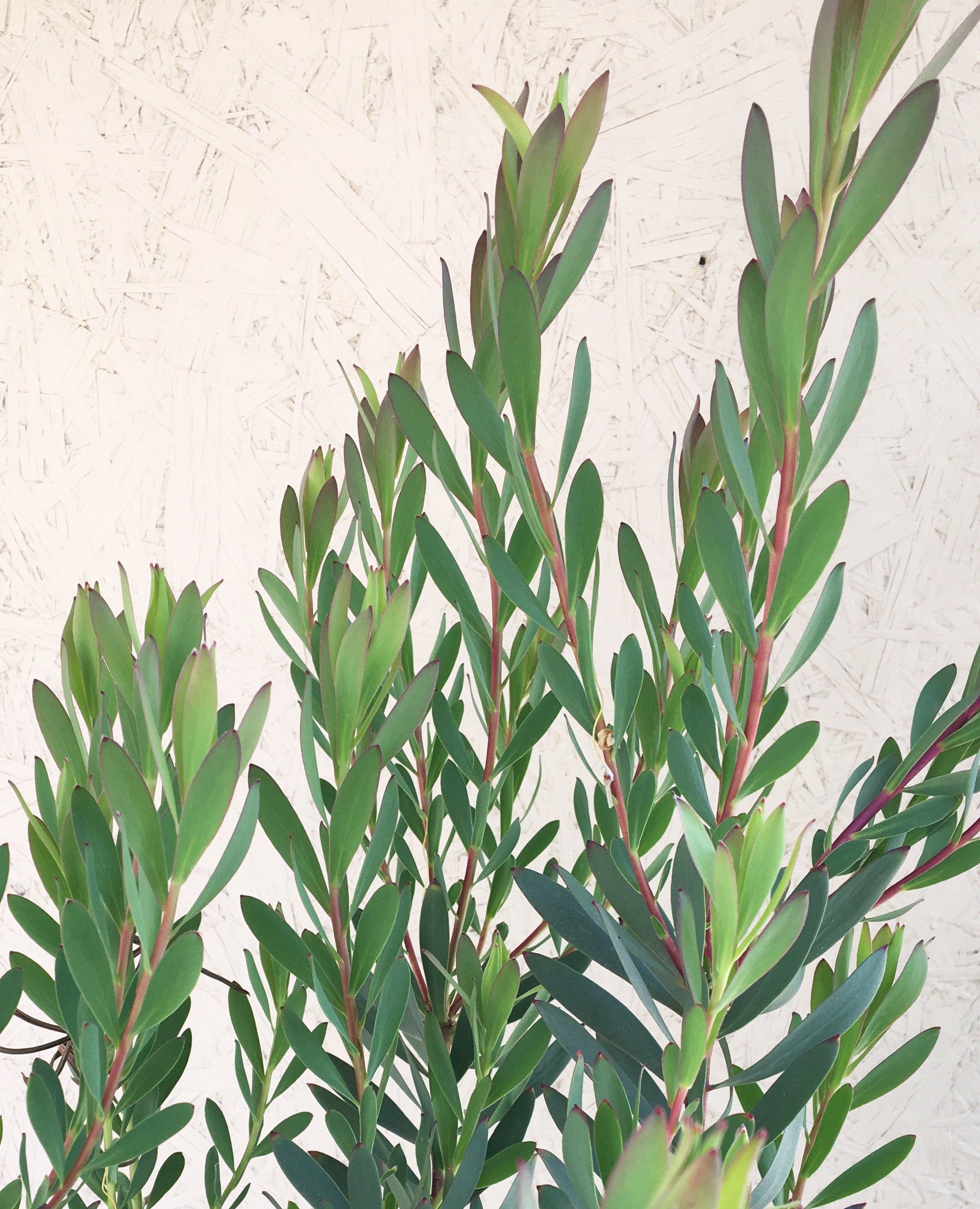 Leucadendron Hawaii Magic – Plant Material