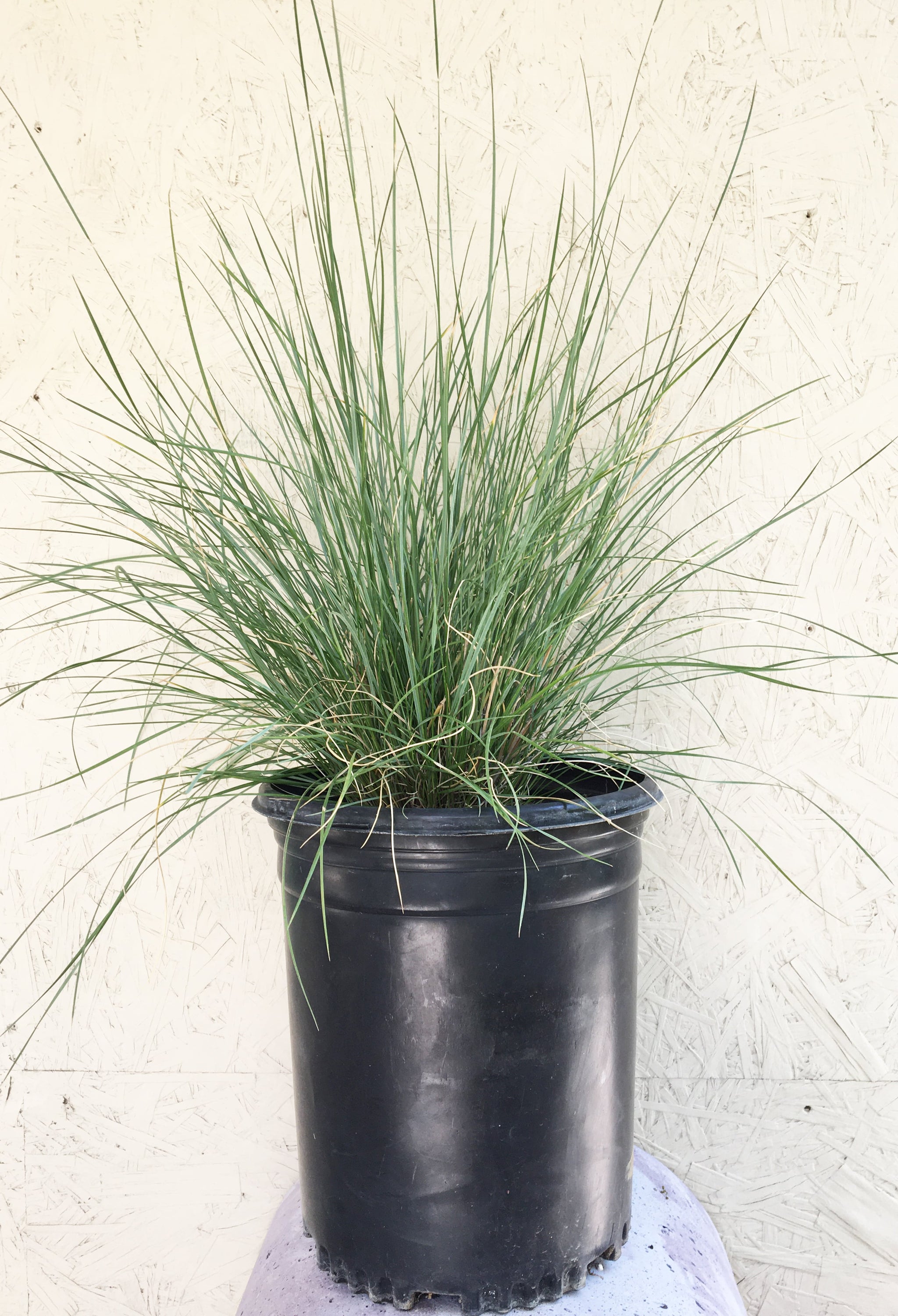 Muhlenbergia dubia – Plant Material