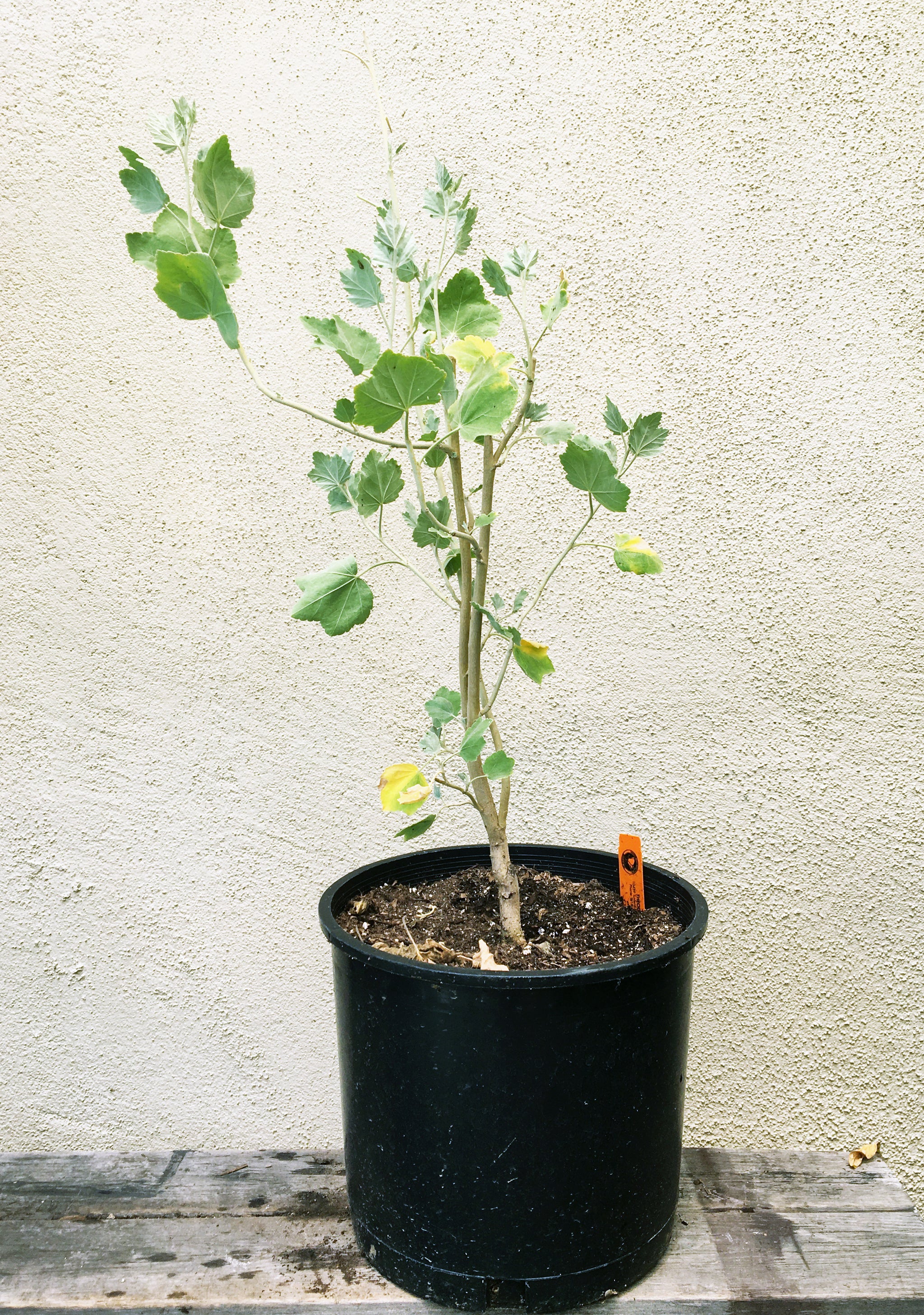 Malacothamnus fasciculatus, Chaparral Mallow – Plant Material