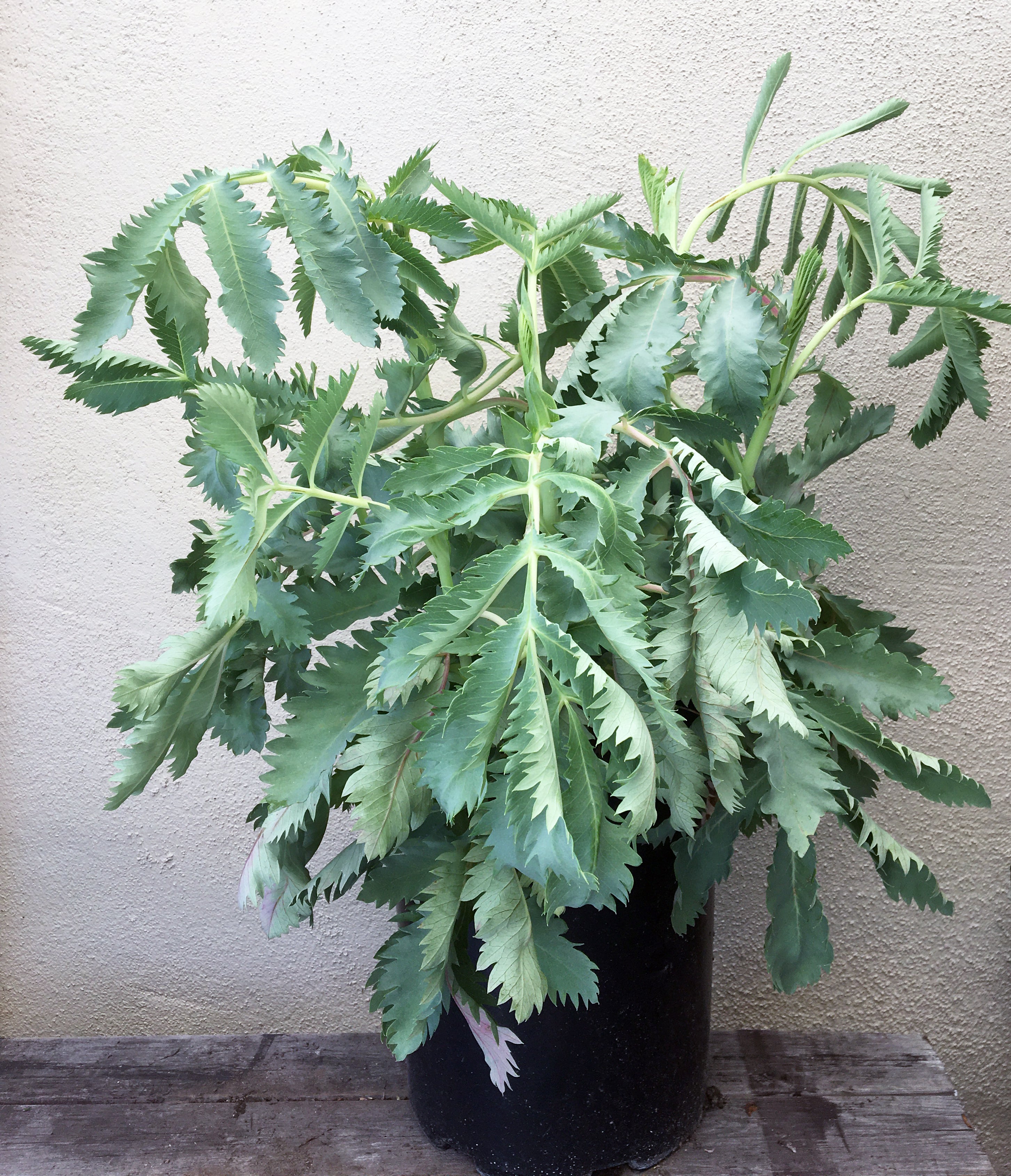 Melianthus major – Plant Material
