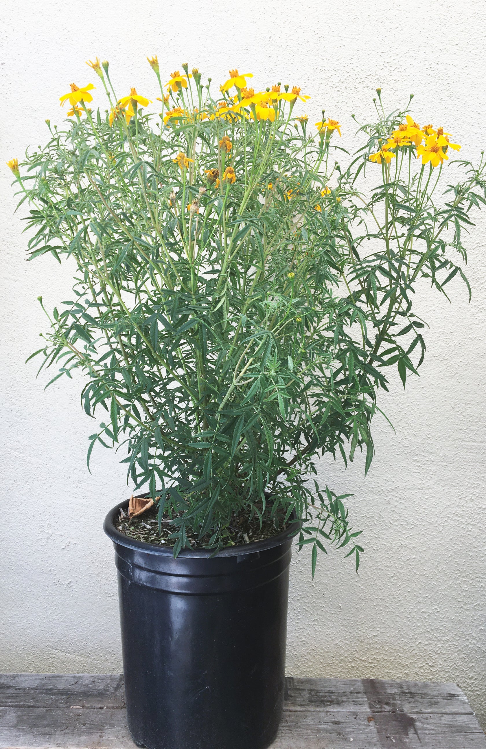 Tagetes lemmonii (Mexican Marigold) – Plant Material