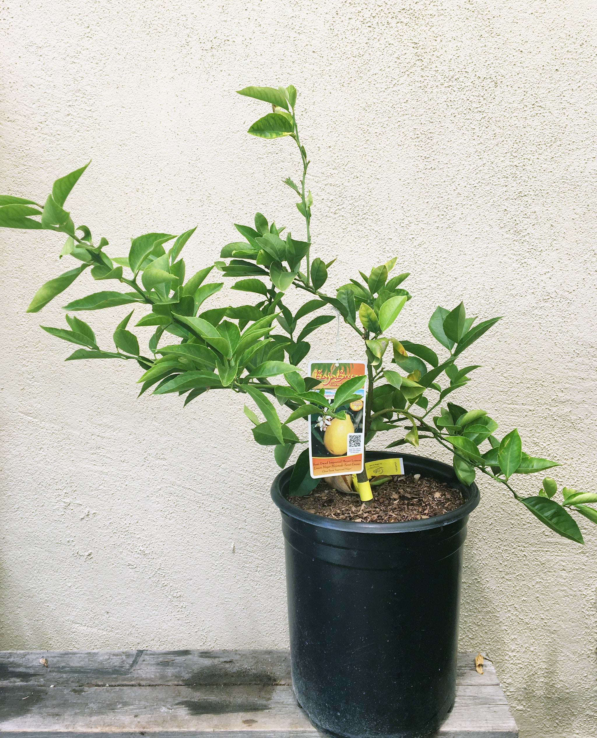 Meyer Lemon Improved Semi Dwarf Plant Material
