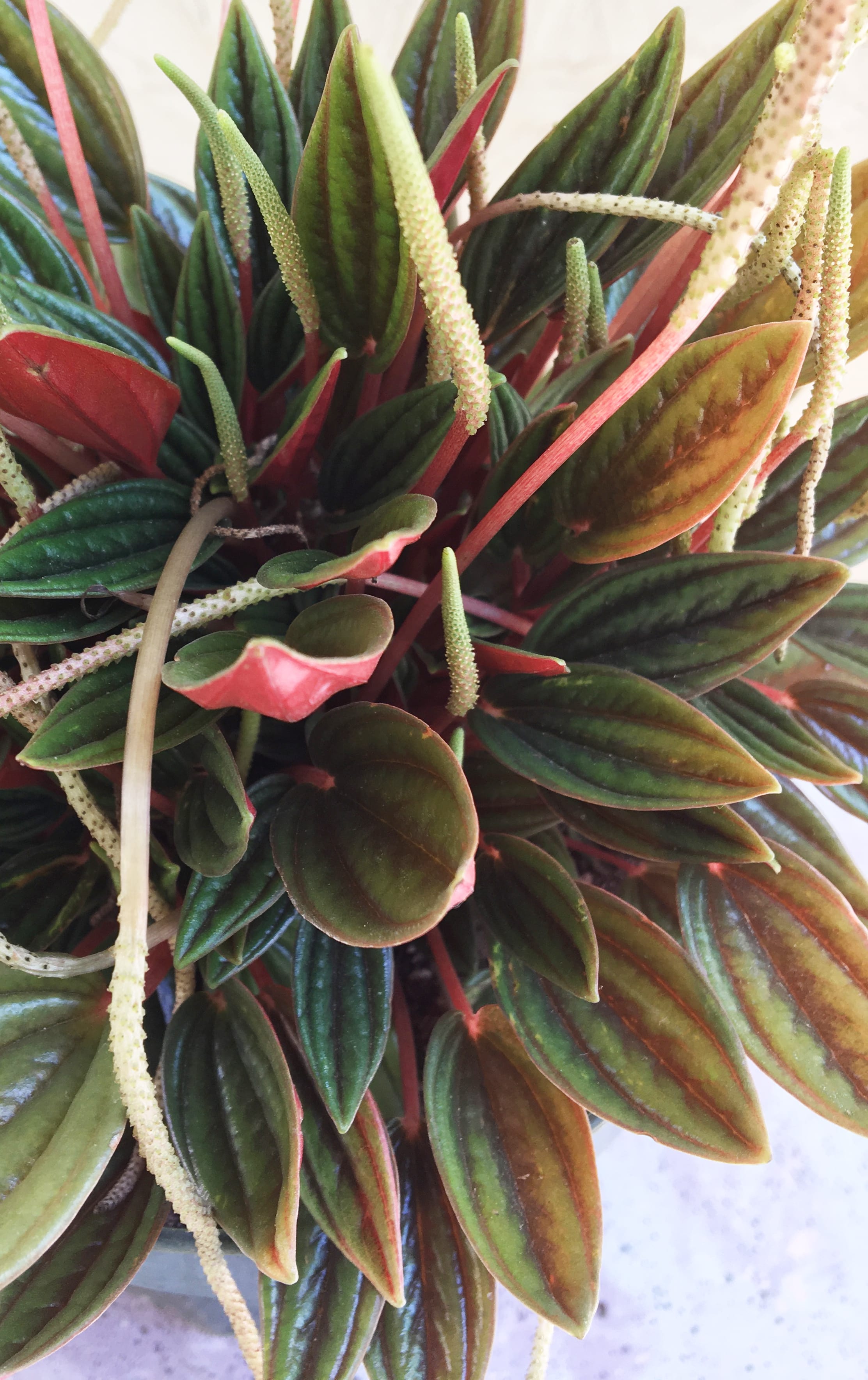 Peperomia 'Rosso' – Plant Material