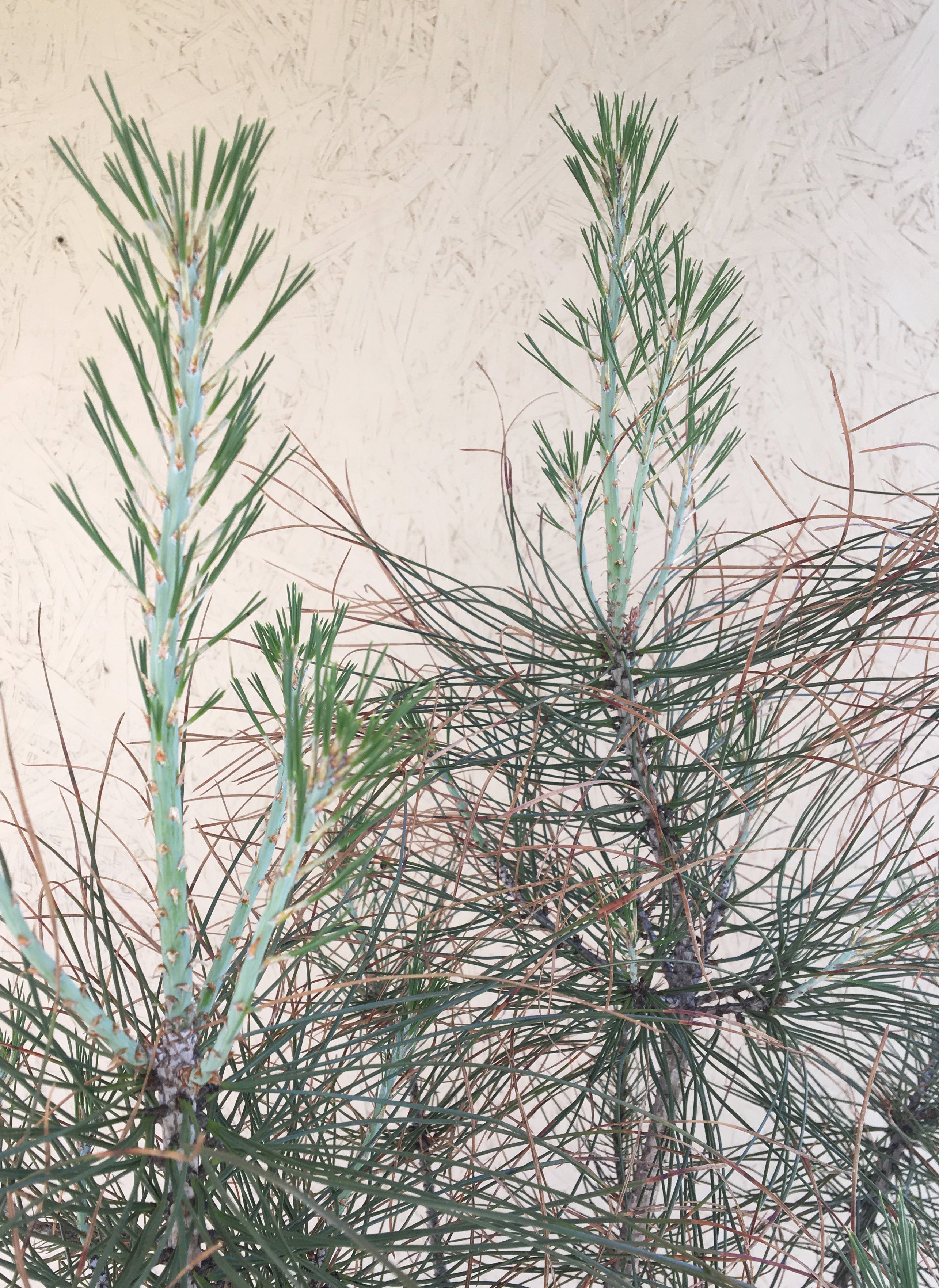 Pinus sabiniana, Foothill Pine – Plant Material