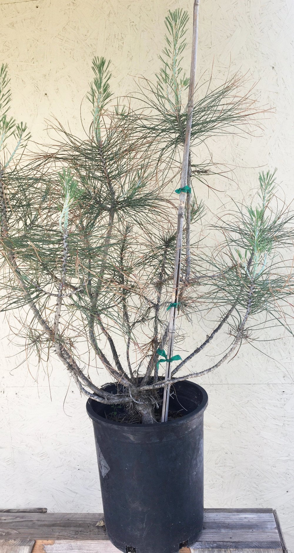 Pinus sabiniana, Foothill Pine – Plant Material