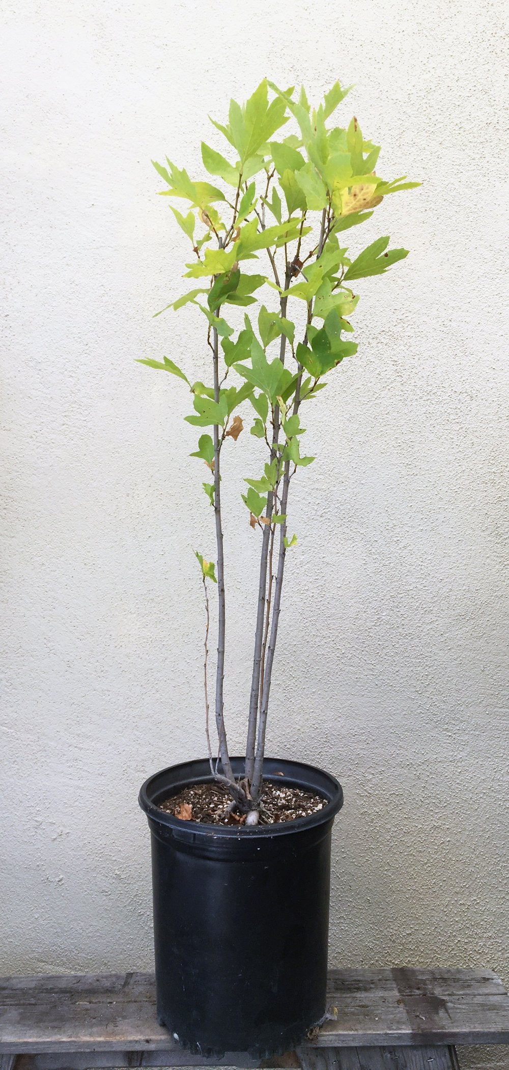 Platanus racemosa, Western Sycamore – Plant Material