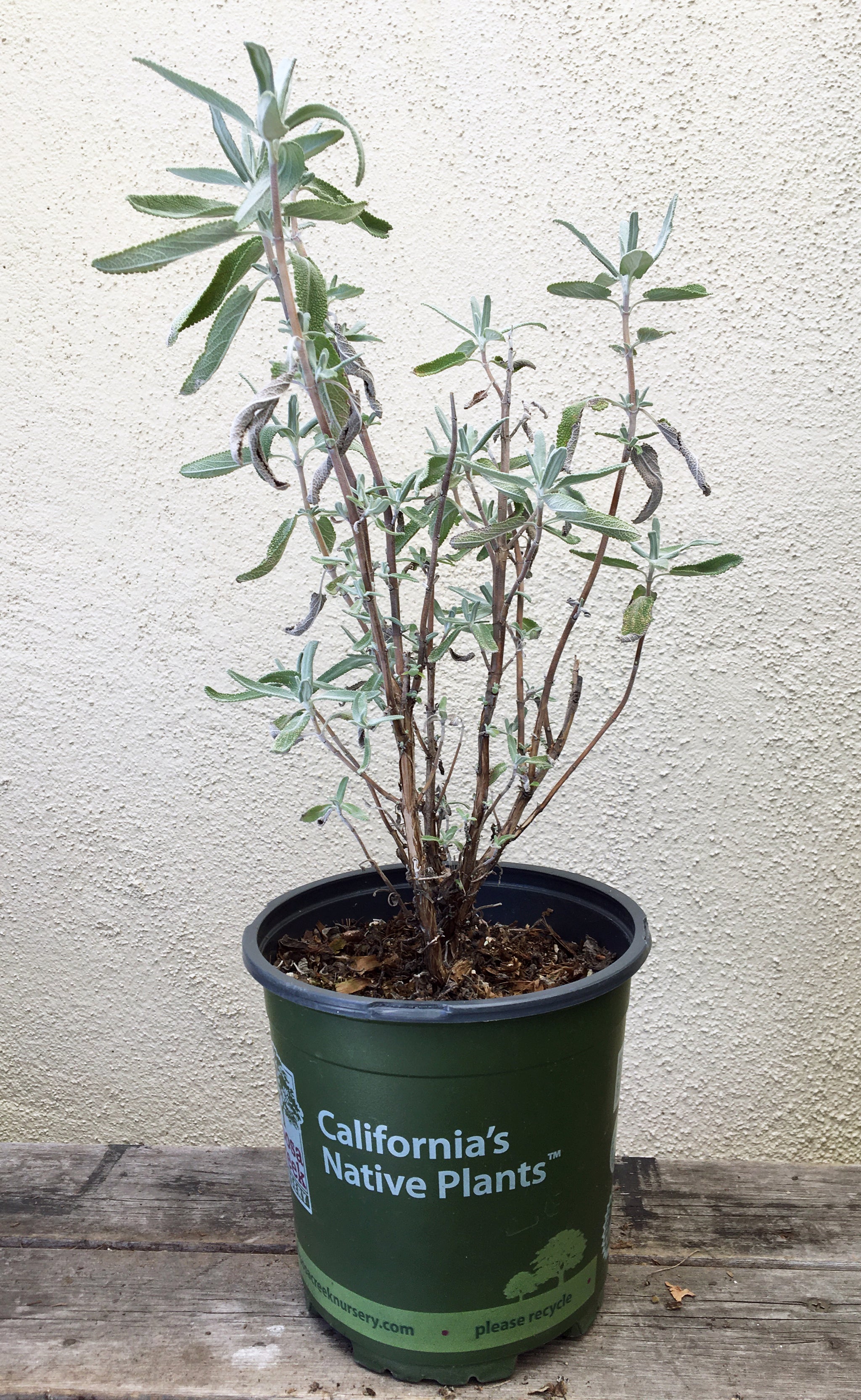 Salvia leucophylla, Purple sage – Plant Material