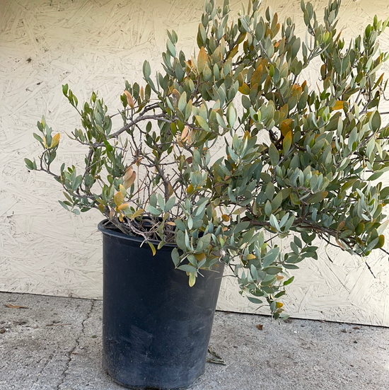 Simmondsia chinensis, Jojoba – Plant Material