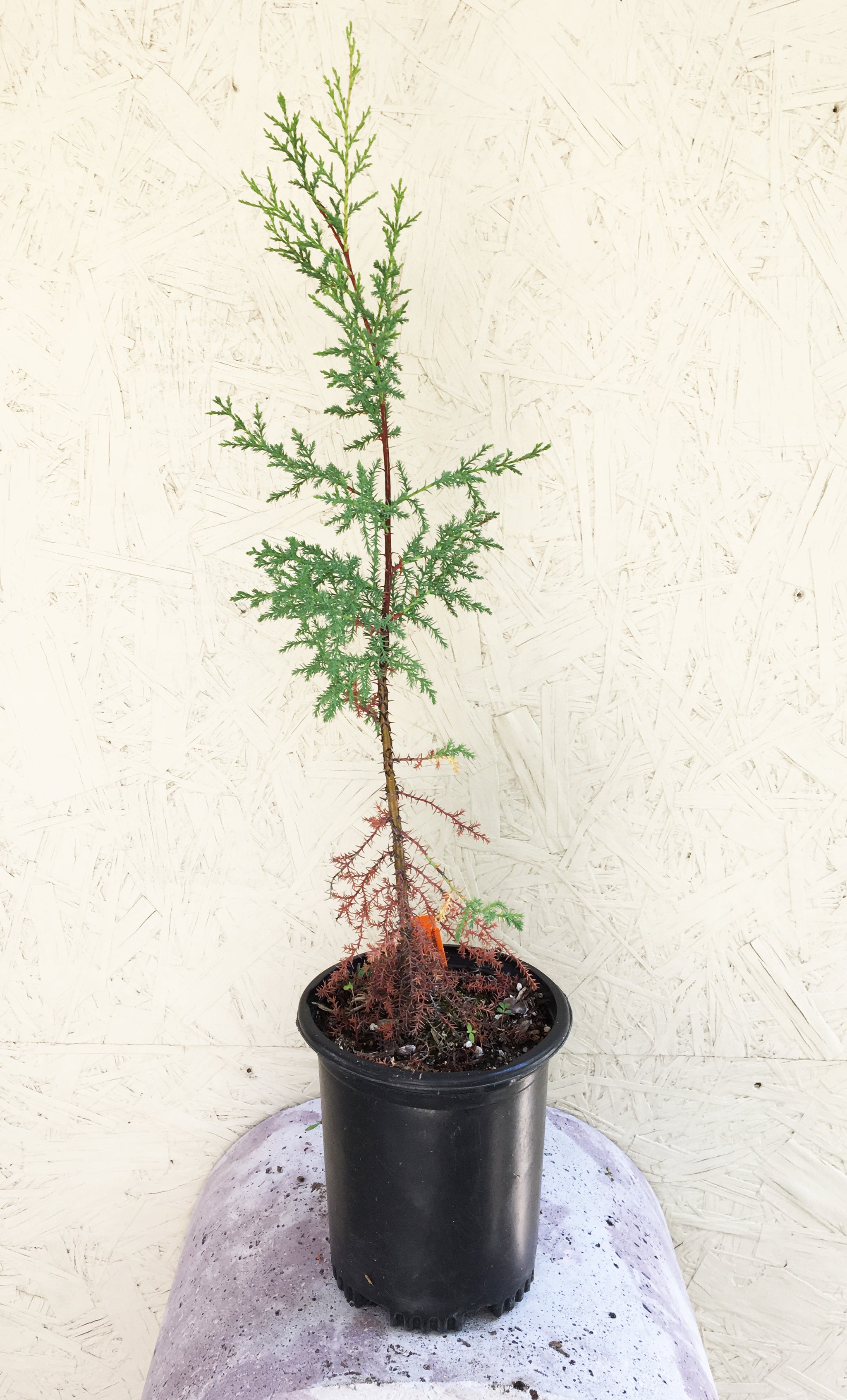Hesperocyparis (Cupressus) forbesii, Tecate Cypress – Plant Material