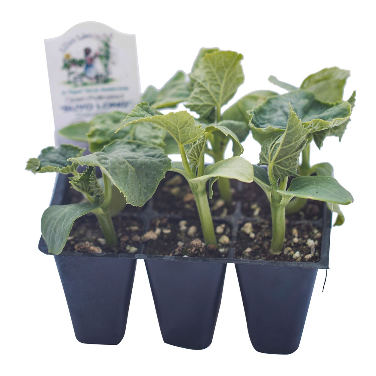 Organic Suyo Long Cucumber 5 Pack – Plant Material