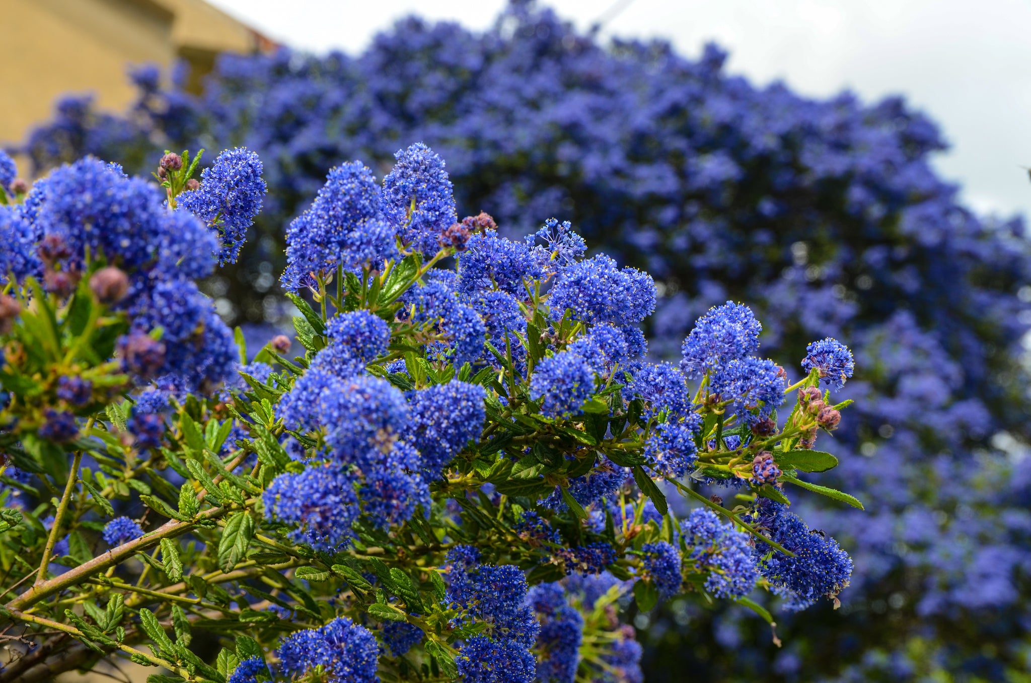 Ceanothus 'Dark Star' – Plant Material